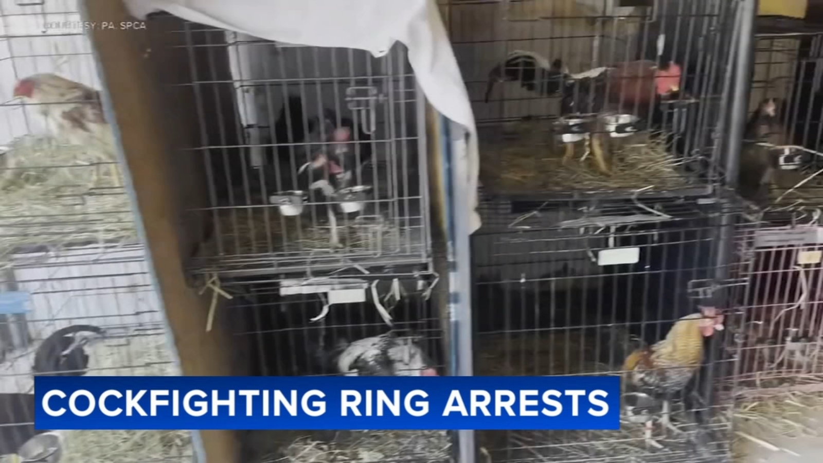 Cockfighting bust: 25 arrested, more than 50 birds rescued in Chester ...