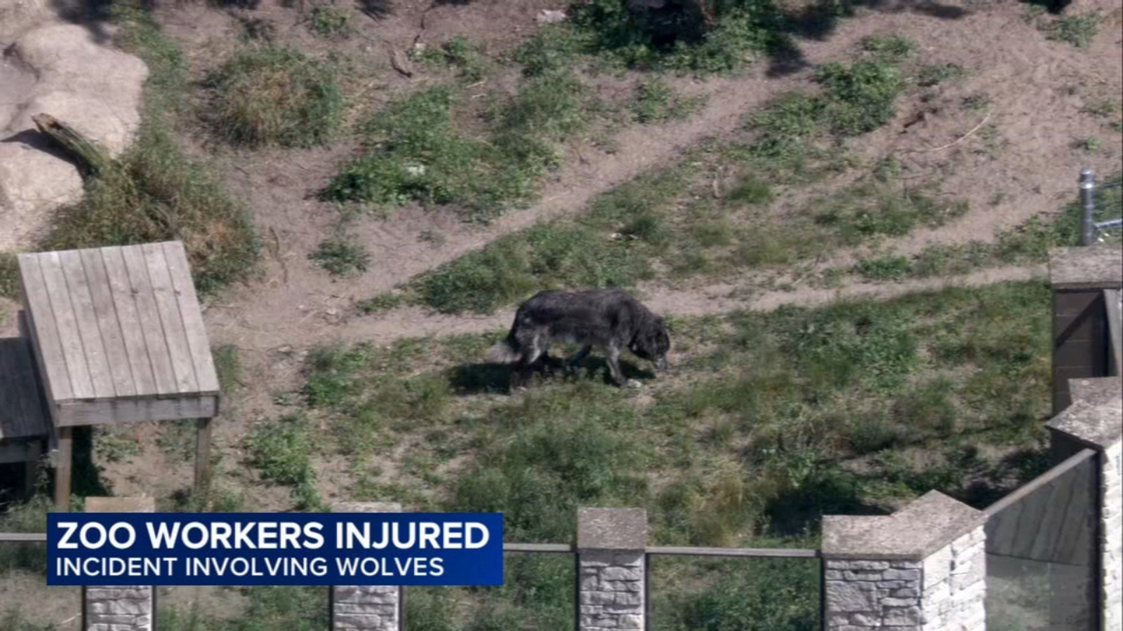 Washington Park Zoo wolf death: Zoo staff 'stable' after incident ...