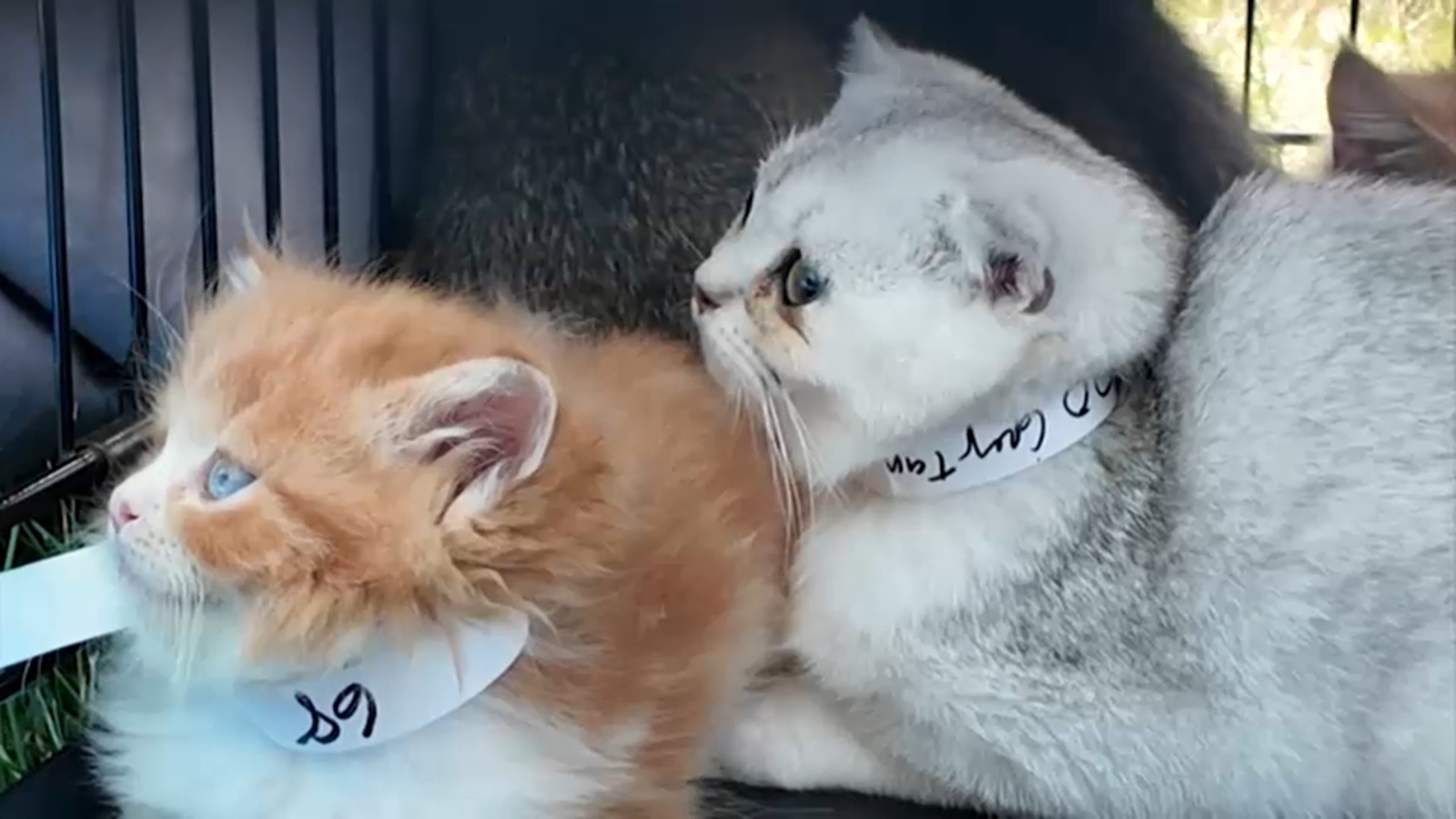 Glen Cove mom charged with child endangerment after dozens of cats ...
