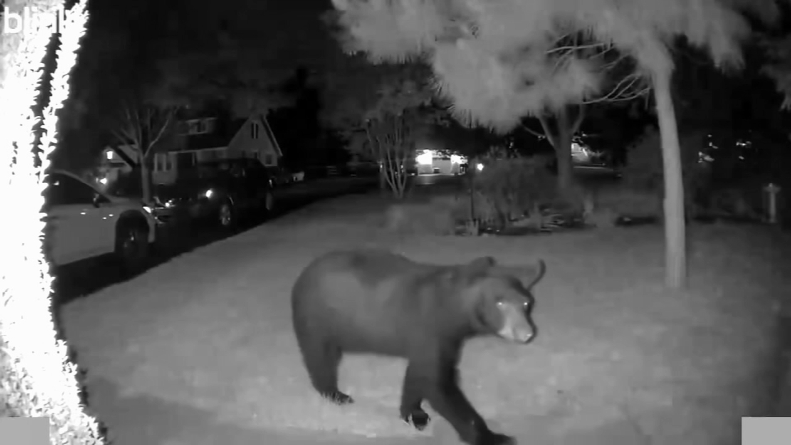 Bear gets close-up on home security camera in Media, Delaware County ...