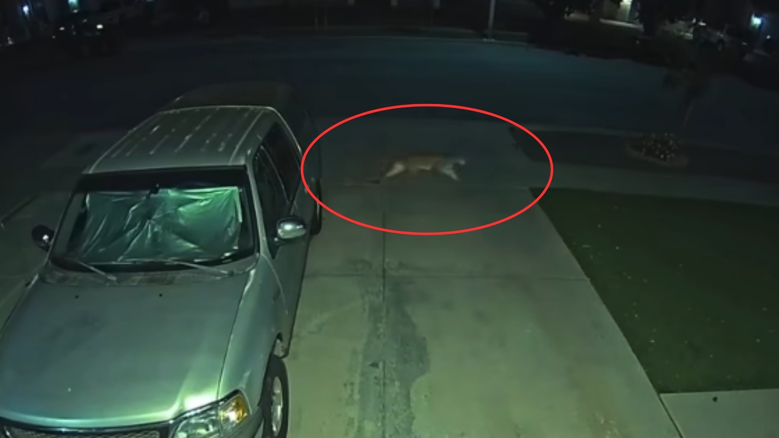 Mountain lion spotted roaming in Hanford neighborhood - ABC30 Fresno