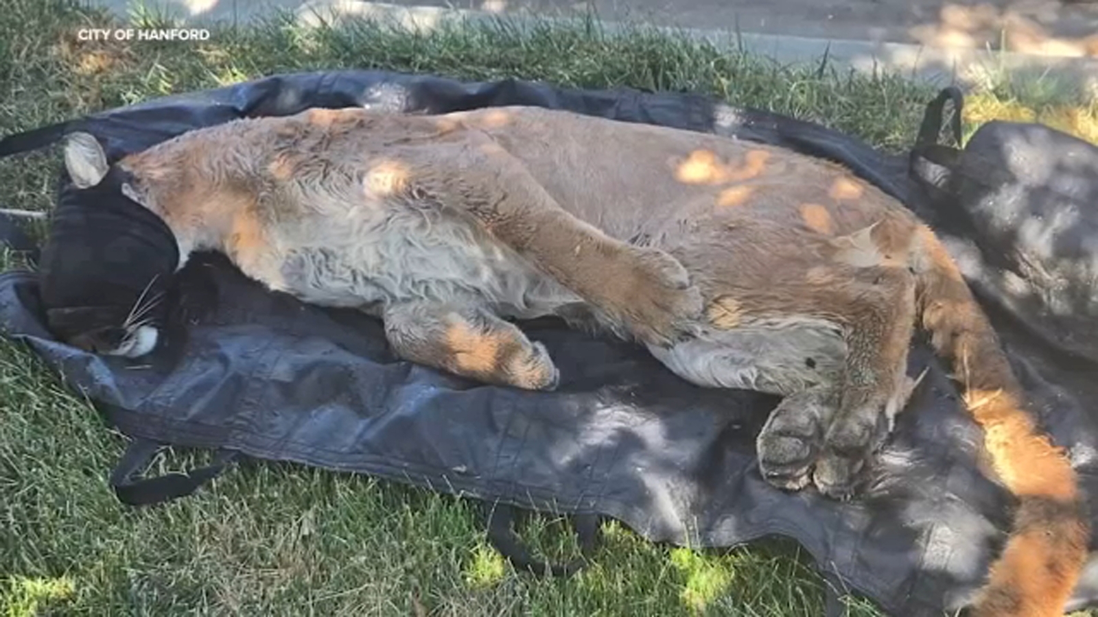 Mountain lion spotted in Hanford captured and tranquilized - ABC30 Fresno