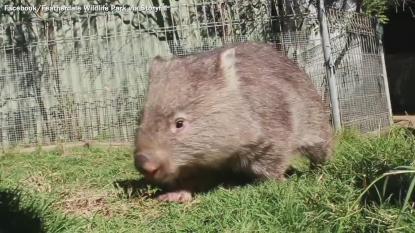 VIDEO: Wombat plays with mates at Sydney park - 6abc Philadelphia