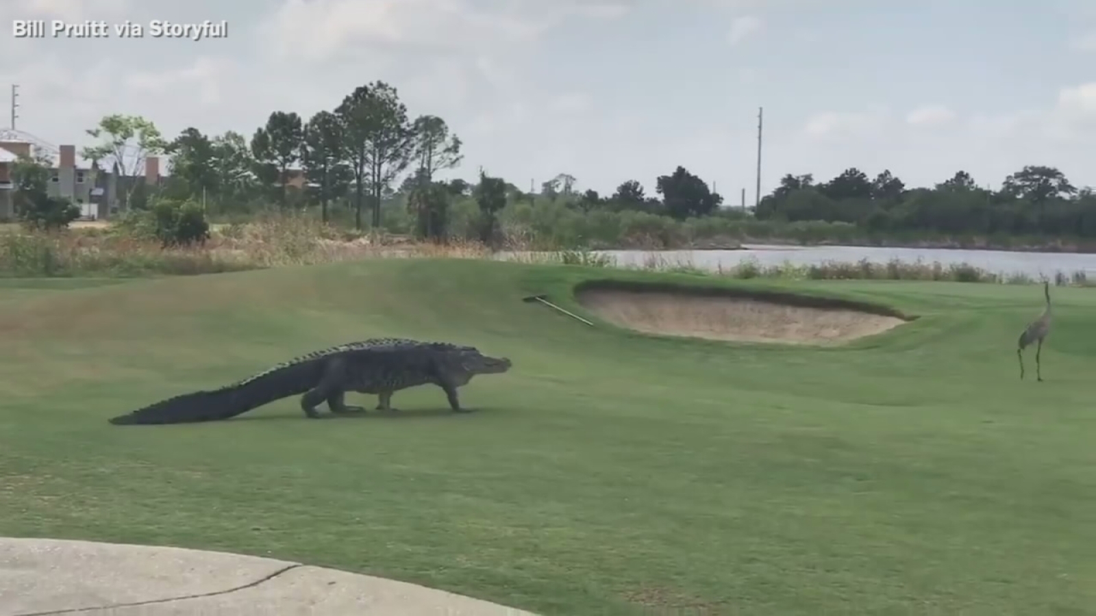 VIDEO: Gator stalks two cranes across Florida golf course - 6abc ...
