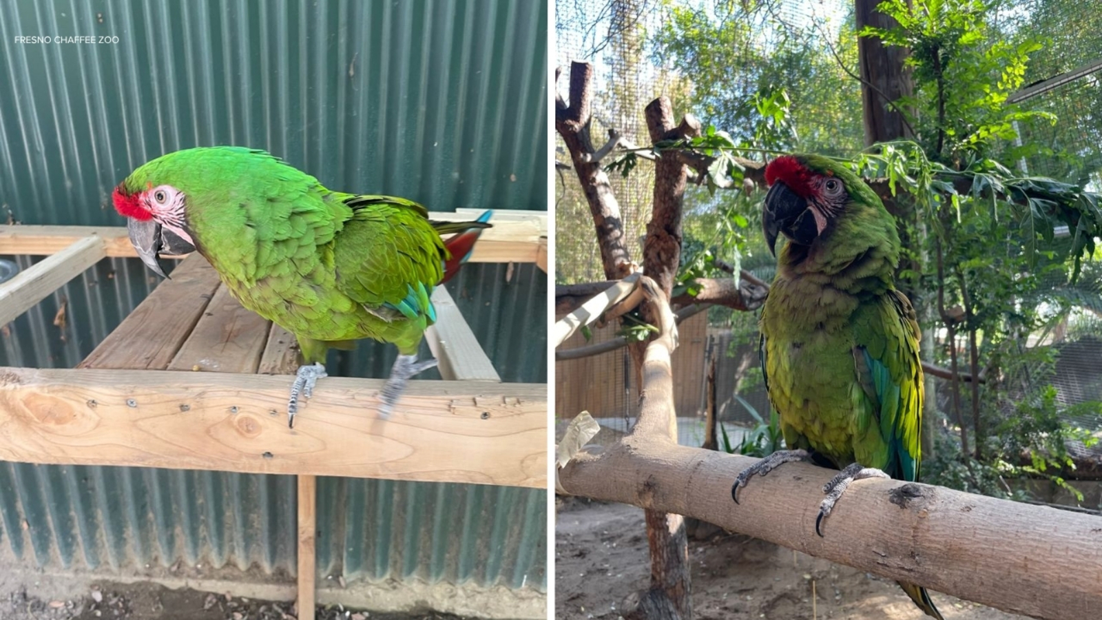 Fresno Chaffee Zoo asking for help finding missing bird - ABC30 Fresno