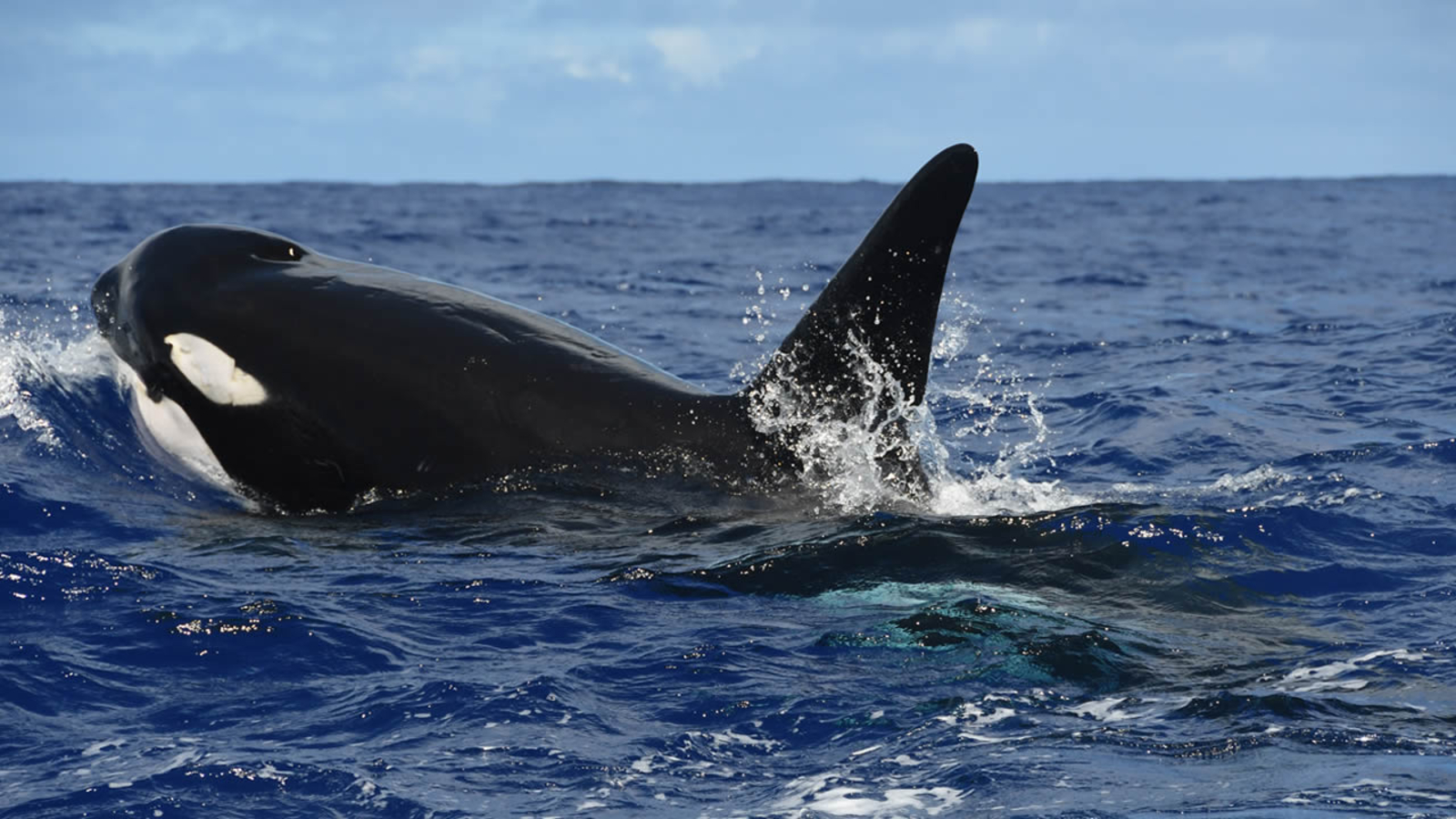 Pod of orcas kill four gray whales in eight days in Monterey Bay - ABC7 ...