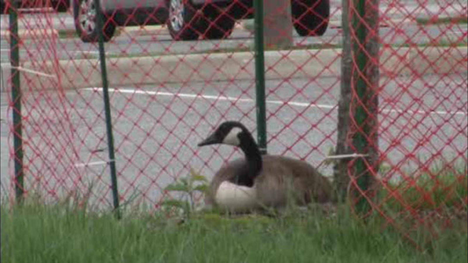 Mother goose returns to favorite spot near Delaware Friendly's - 6abc ...