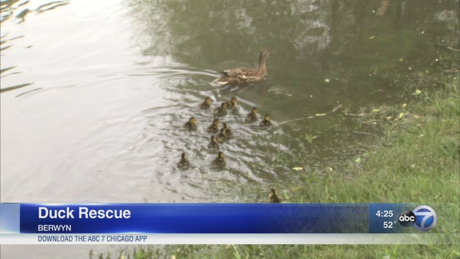 Mama and 13 ducklings rescued from road by Illinois bar - 6abc Philadelphia