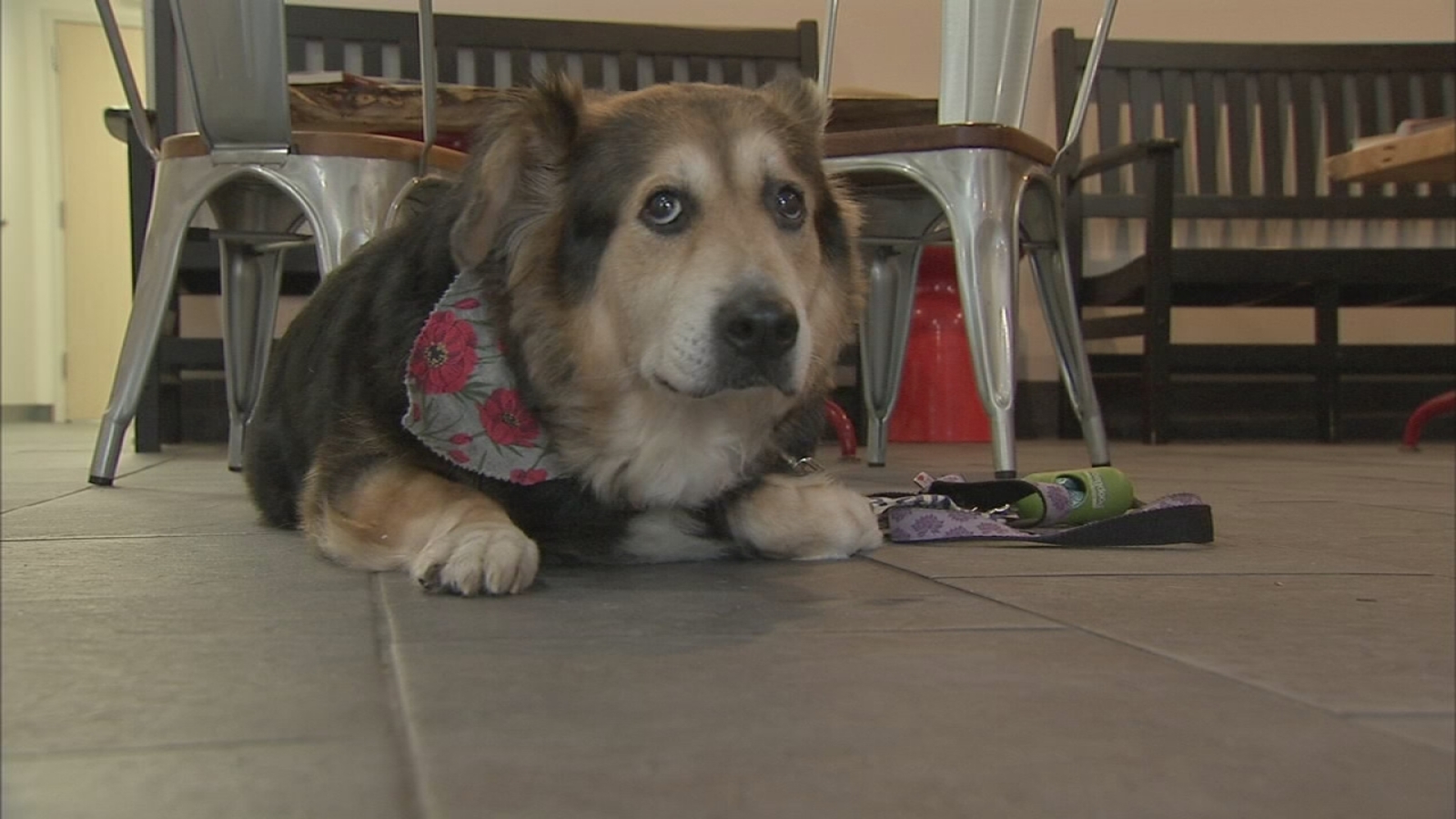 Fishtown Animal Hospital adoption event - 6abc Philadelphia