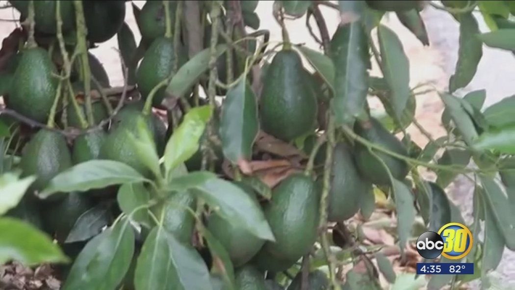 Genetic Dwarf Avocado Tree Bay Area/Del Norte Northern