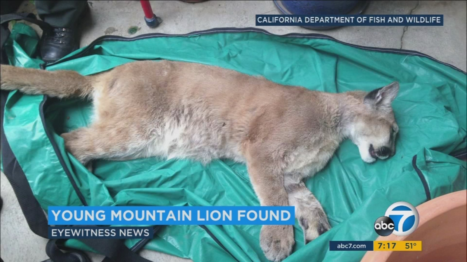 Young mountain lion found in Chatsworth garden center - ABC7 Los Angeles