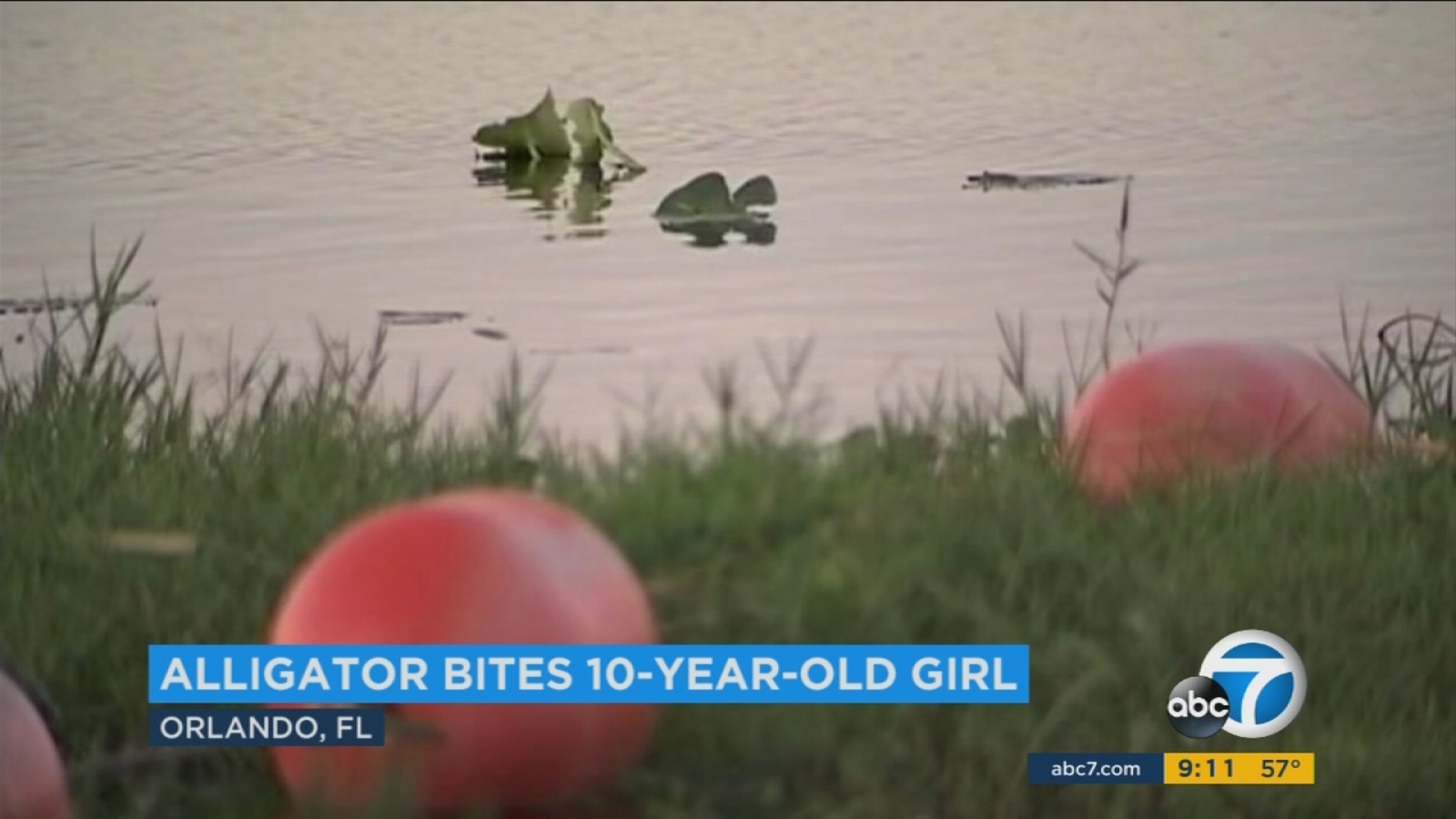 10-year-old in Florida pries open alligator's mouth to free her leg ...