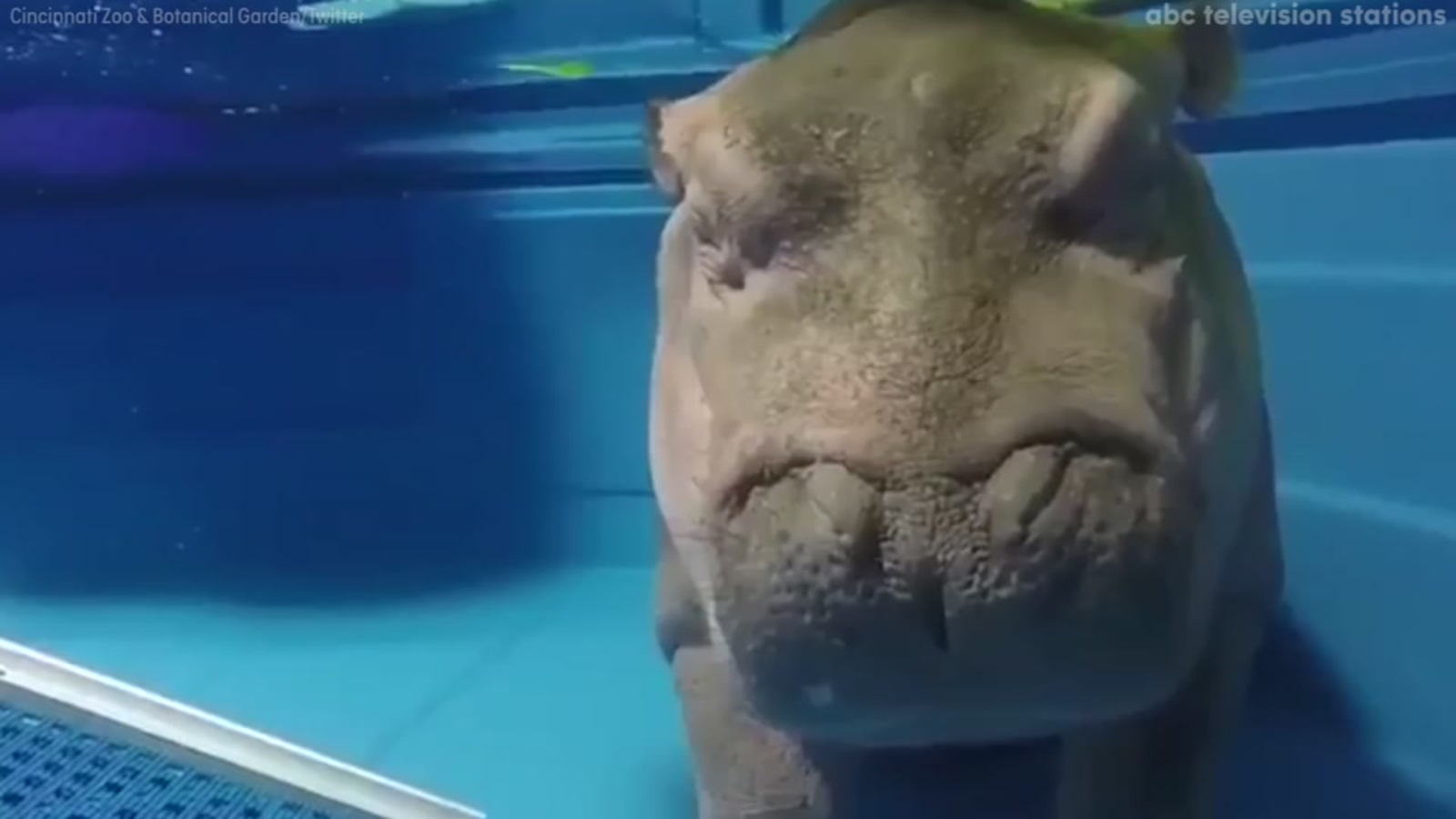 Watch Fiona the hippo explore this pool at the Cincinnati Zoo! - ABC7 ...