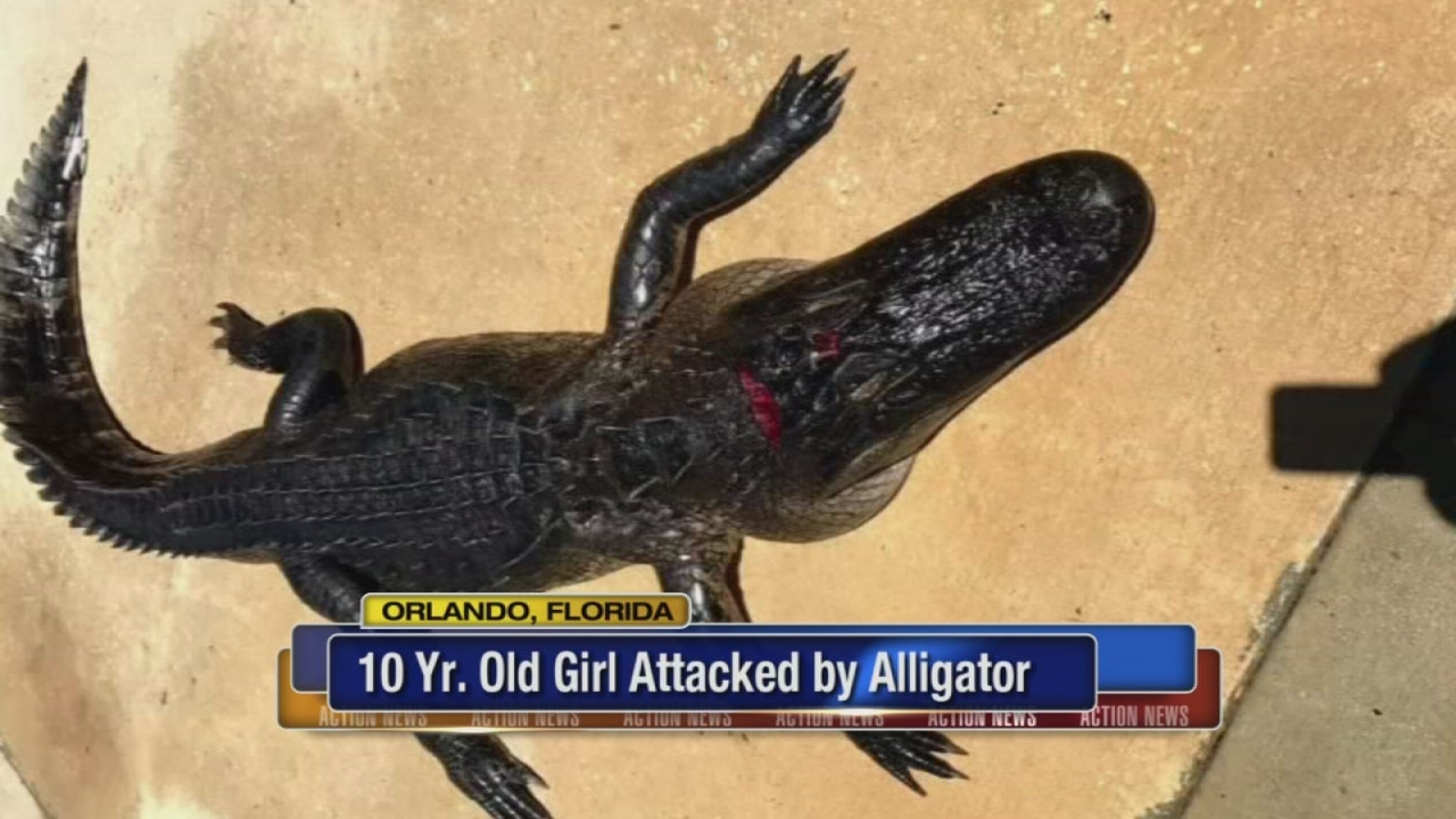 Alligator bites girl in shallow lake waters at Florida park - 6abc ...