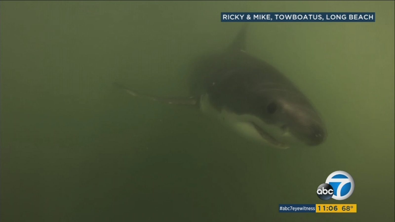Long Beach shark advisory in effect after multiple sightings - ABC7 Los ...