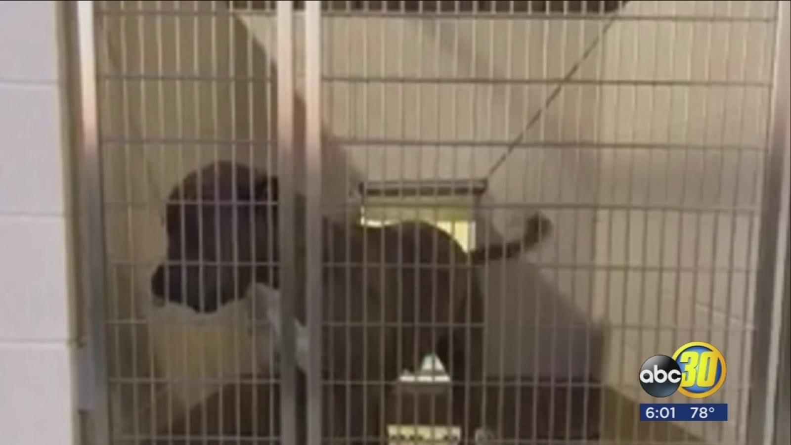 Visalia woman fighting to save pet from euthanization after being ...