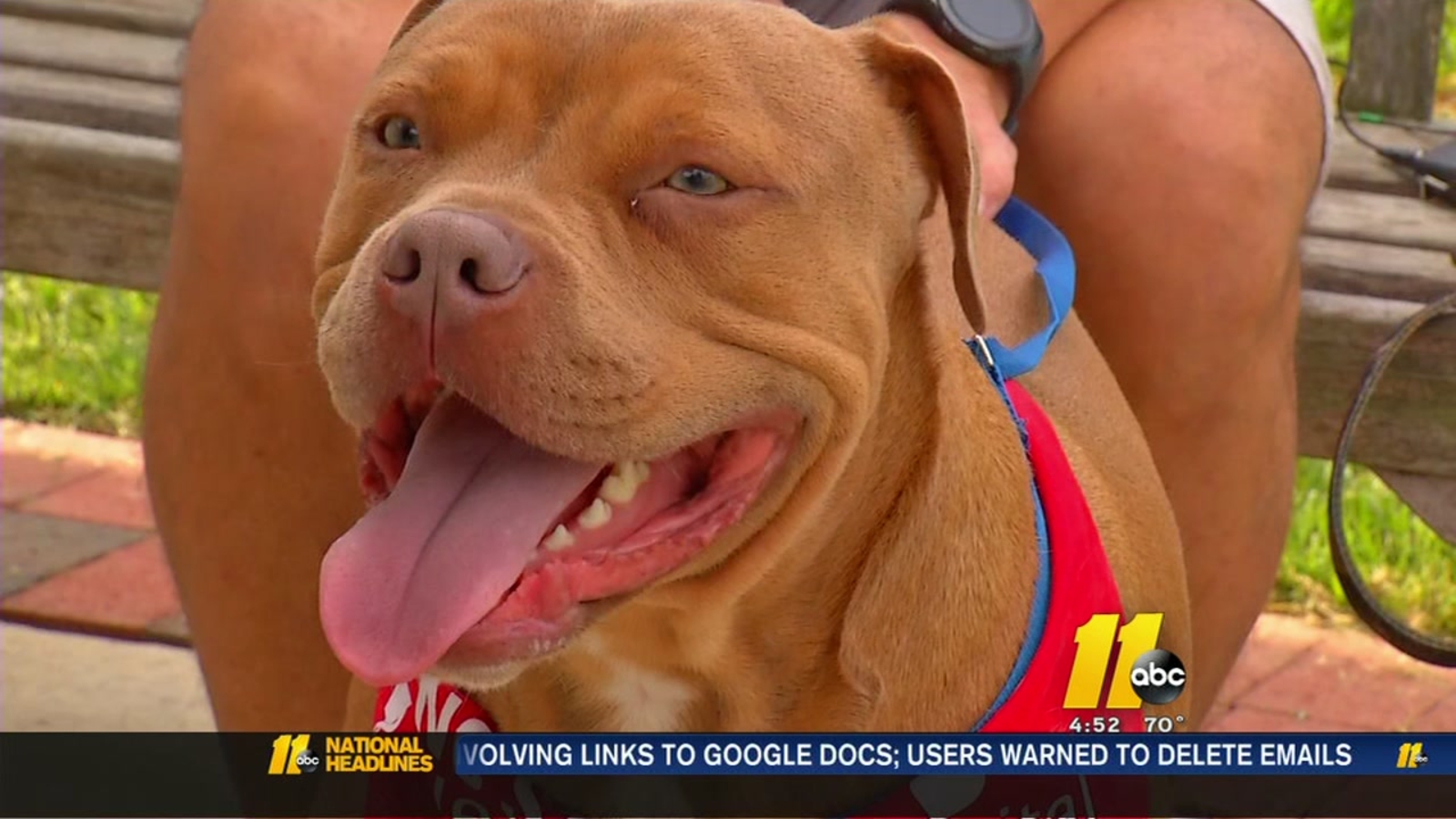 NC State, Duke team up, save dog with rare operation - ABC11 Raleigh-Durham