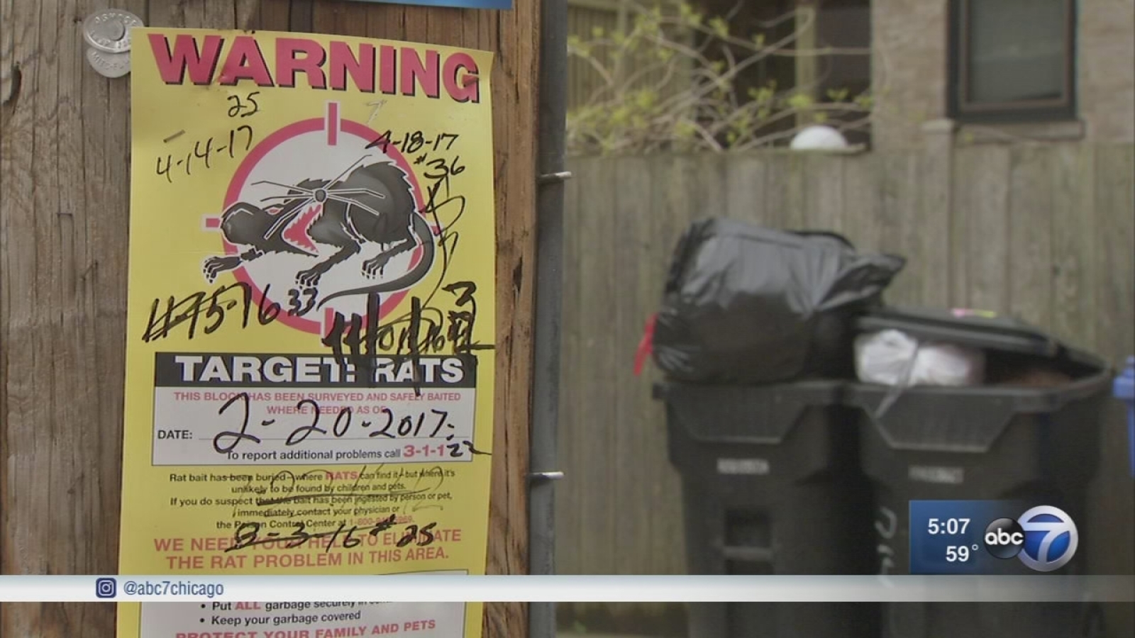 Chicago rat complaints on the rise after mild winter - ABC7 Chicago