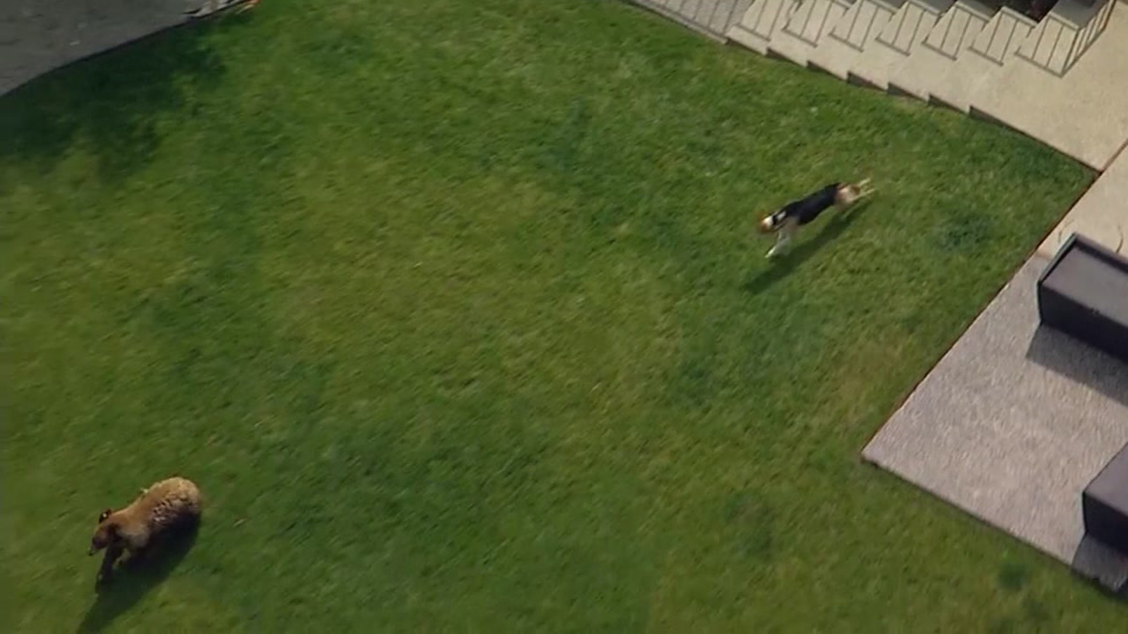 Watch this small dog chase a big bear out of a backyard in California ...