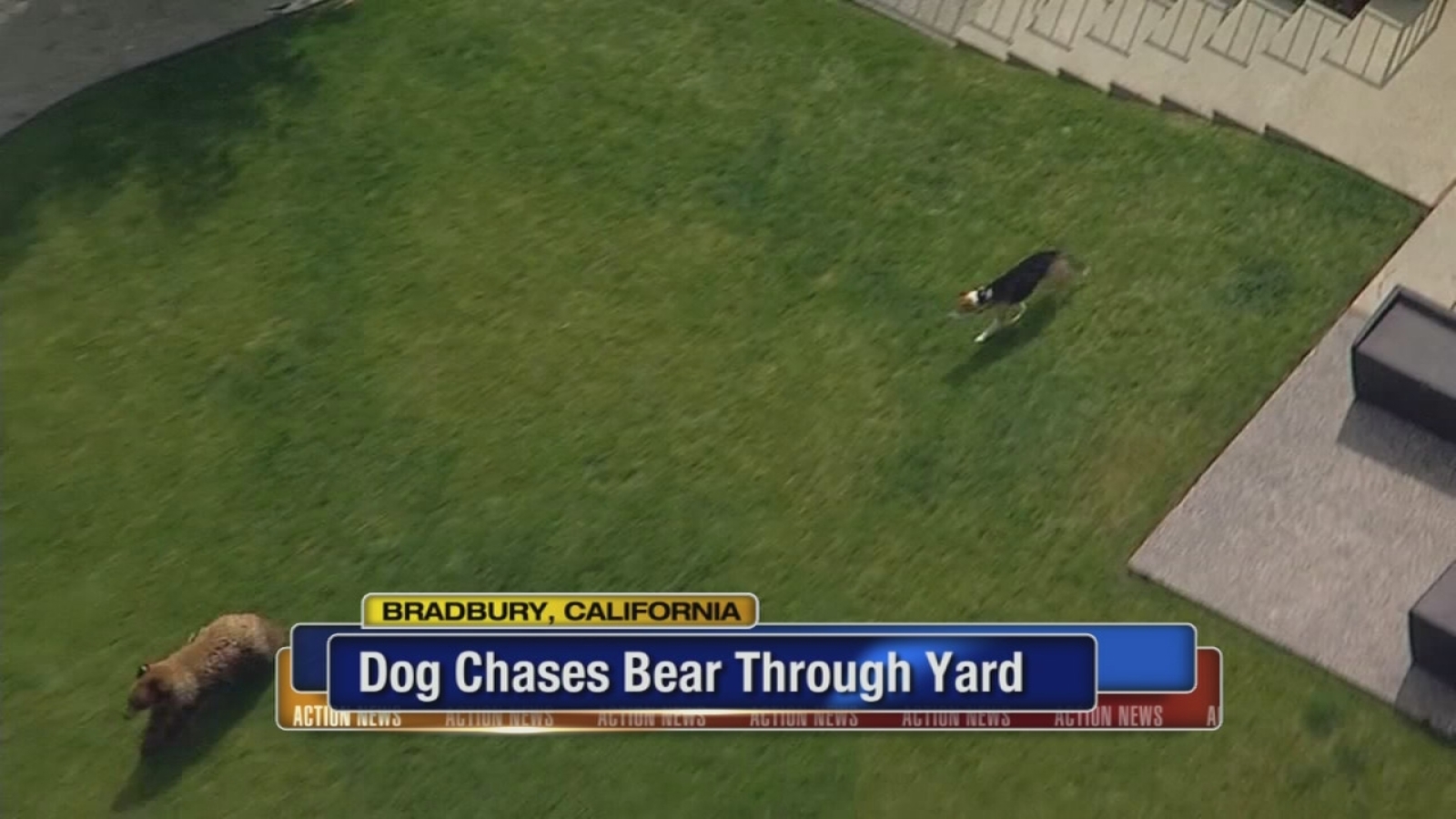 VIDEO: Small dog chases large bear through yard of California home ...