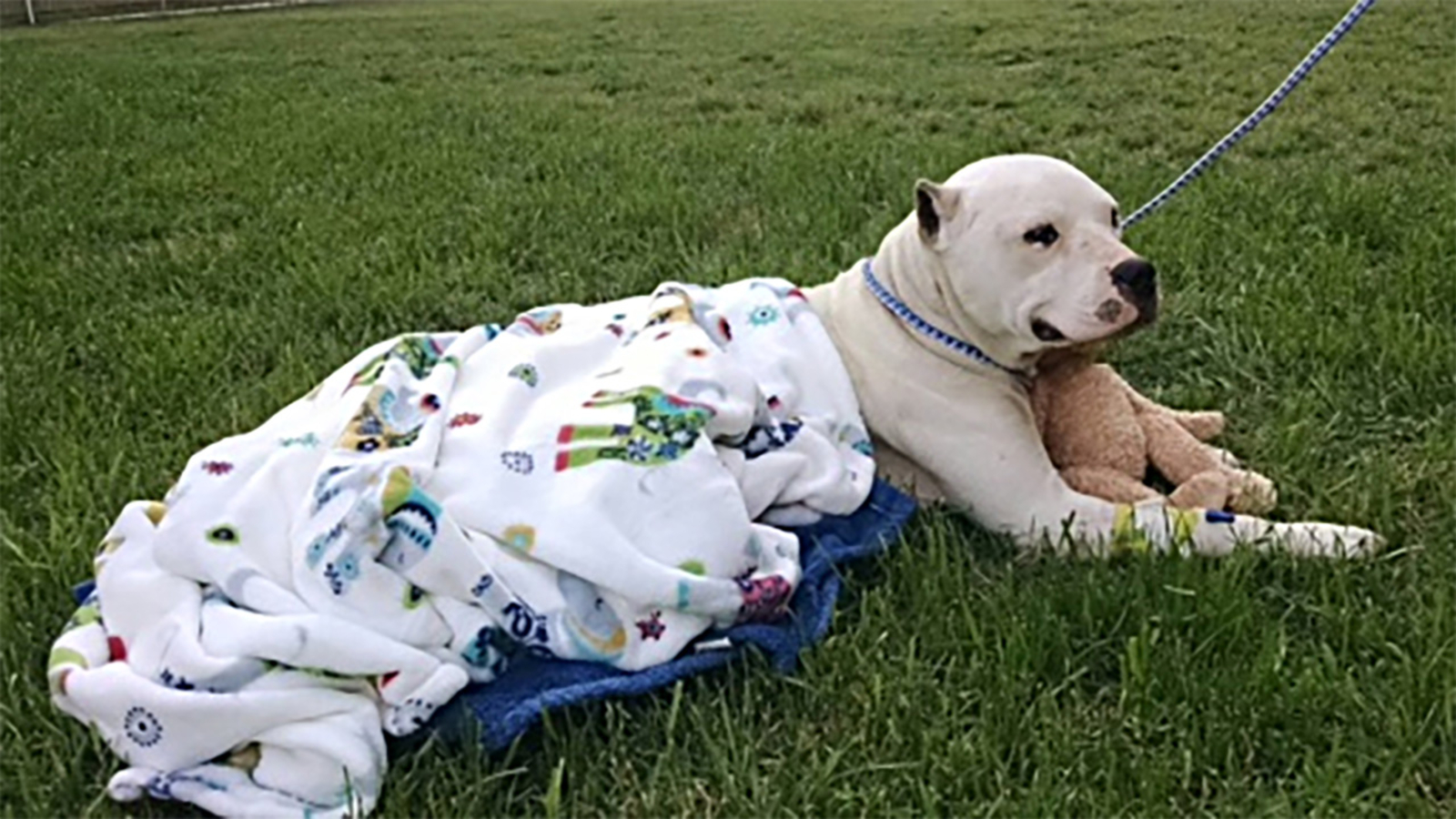 Maimed pit bull found in Wilson undergoes 3 procedures - ABC7 Chicago