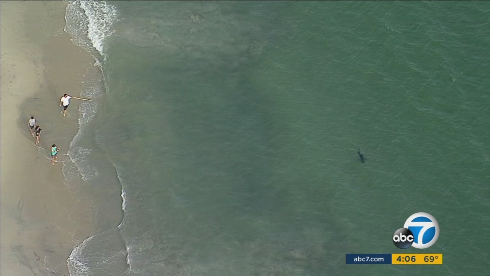 Long Beach shark sightings have beachgoers on edge - ABC7 Los Angeles