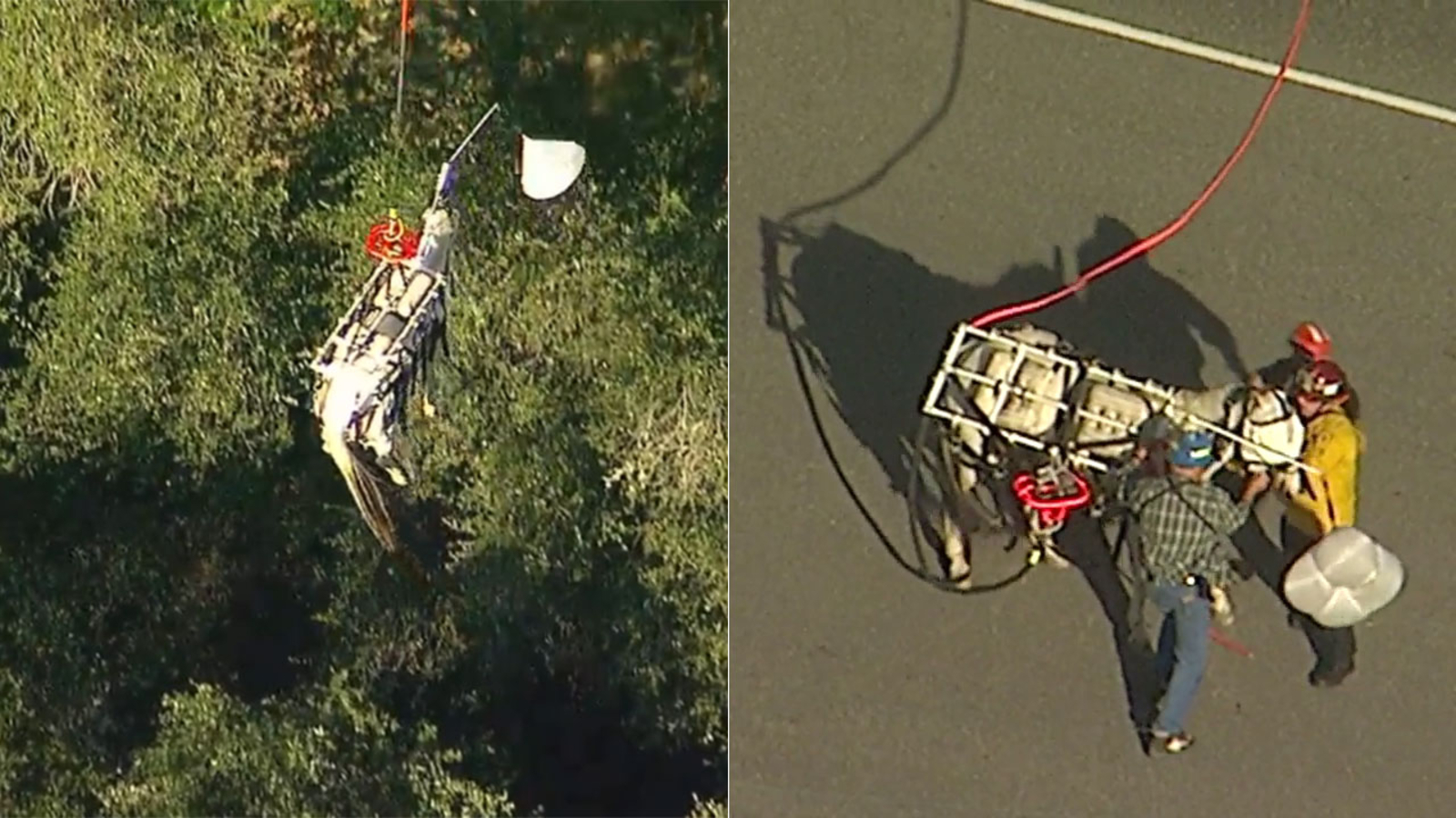 Rescue crews hoist horse stuck 300 feet down ravine in Angelus Oaks ...