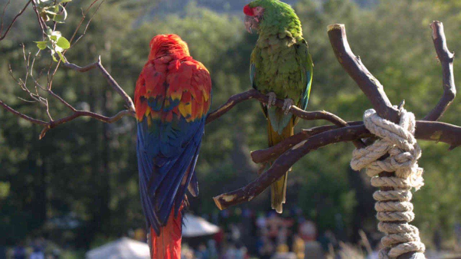 Rescued exotic animals in need take center stage at San Mateo County ...