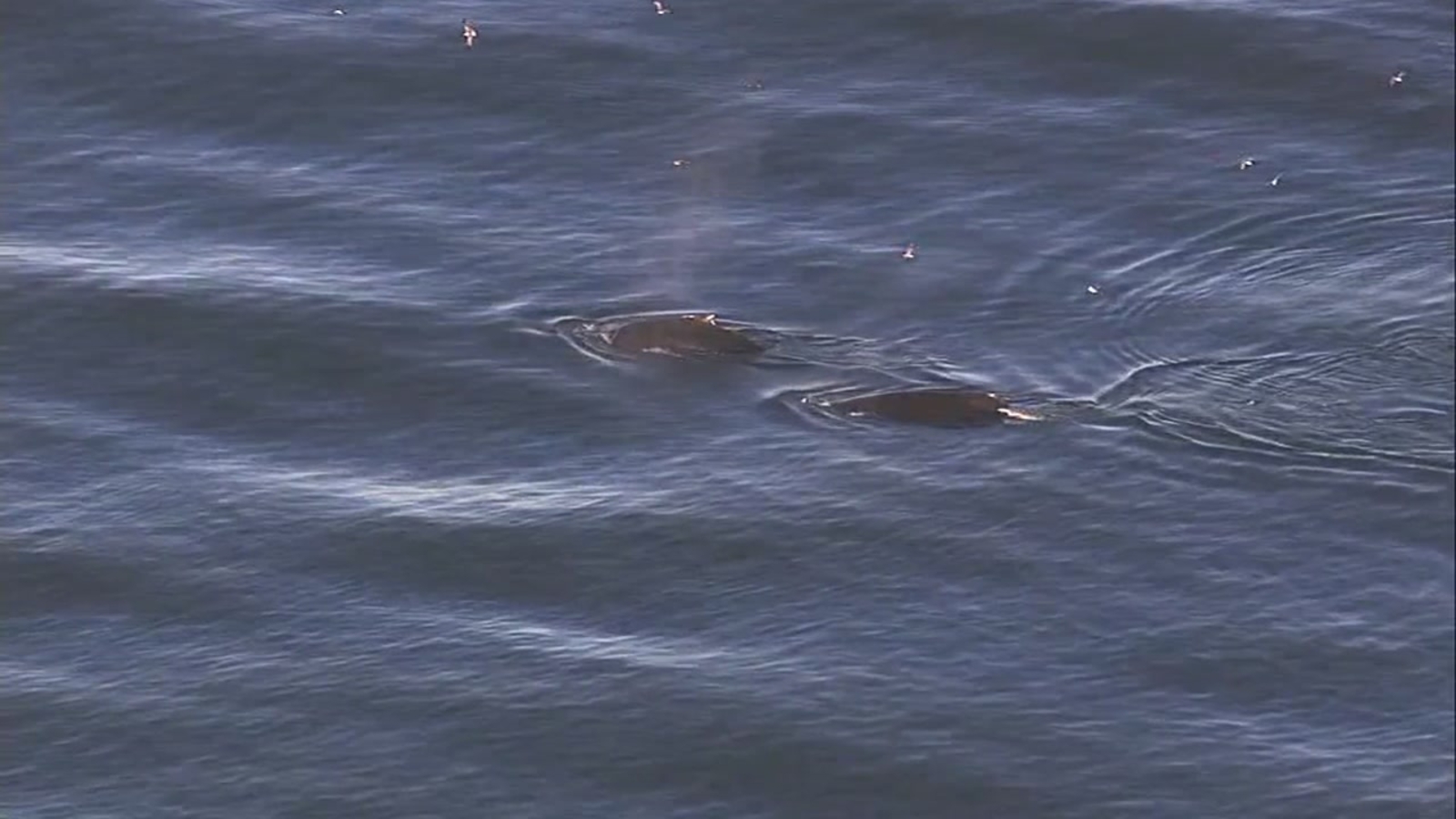 Whales spotted swimming under San Francisco's Golden Gate Bridge - ABC7 ...