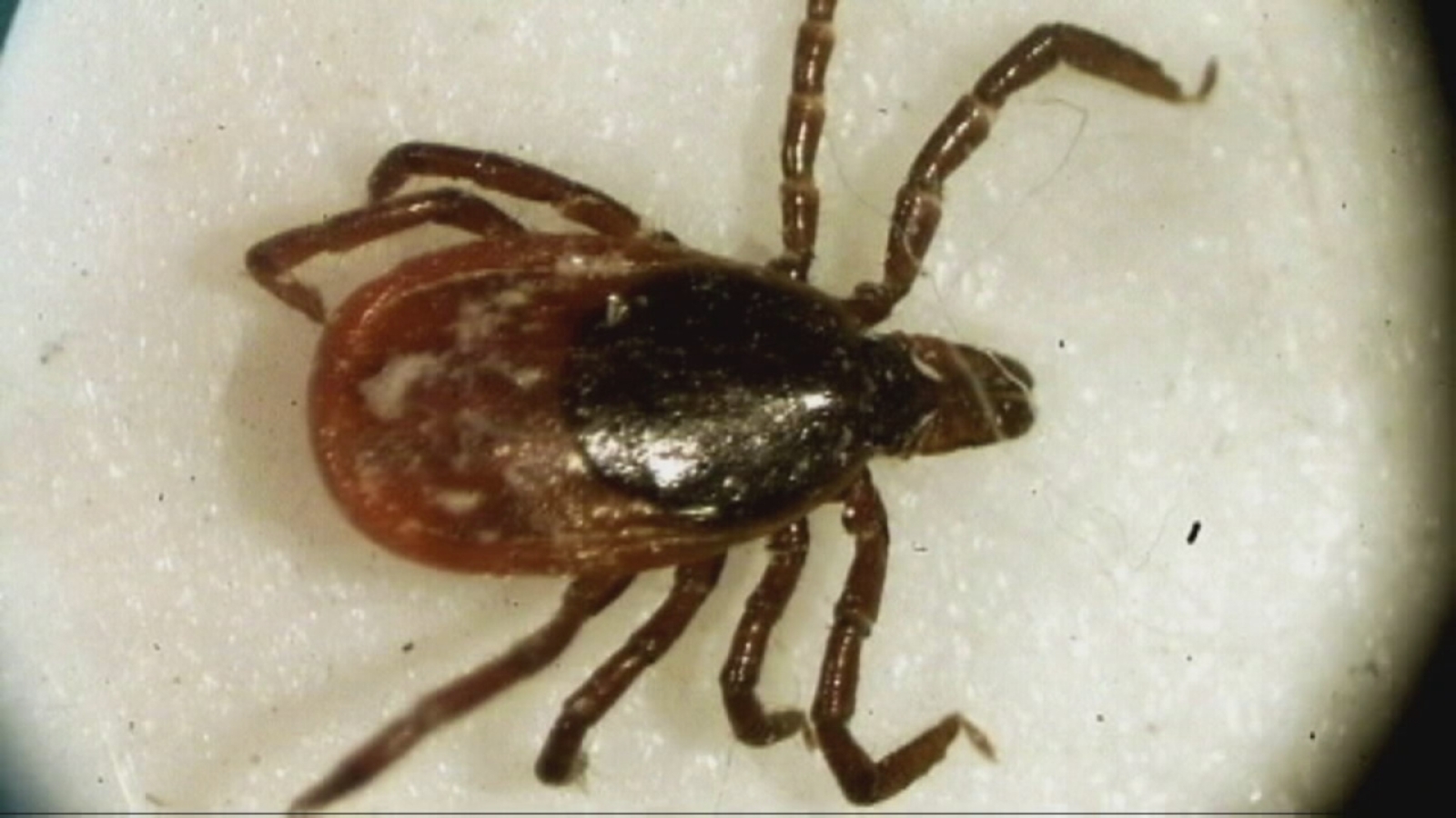 Tick season arrives in the Delaware Valley - 6abc Philadelphia