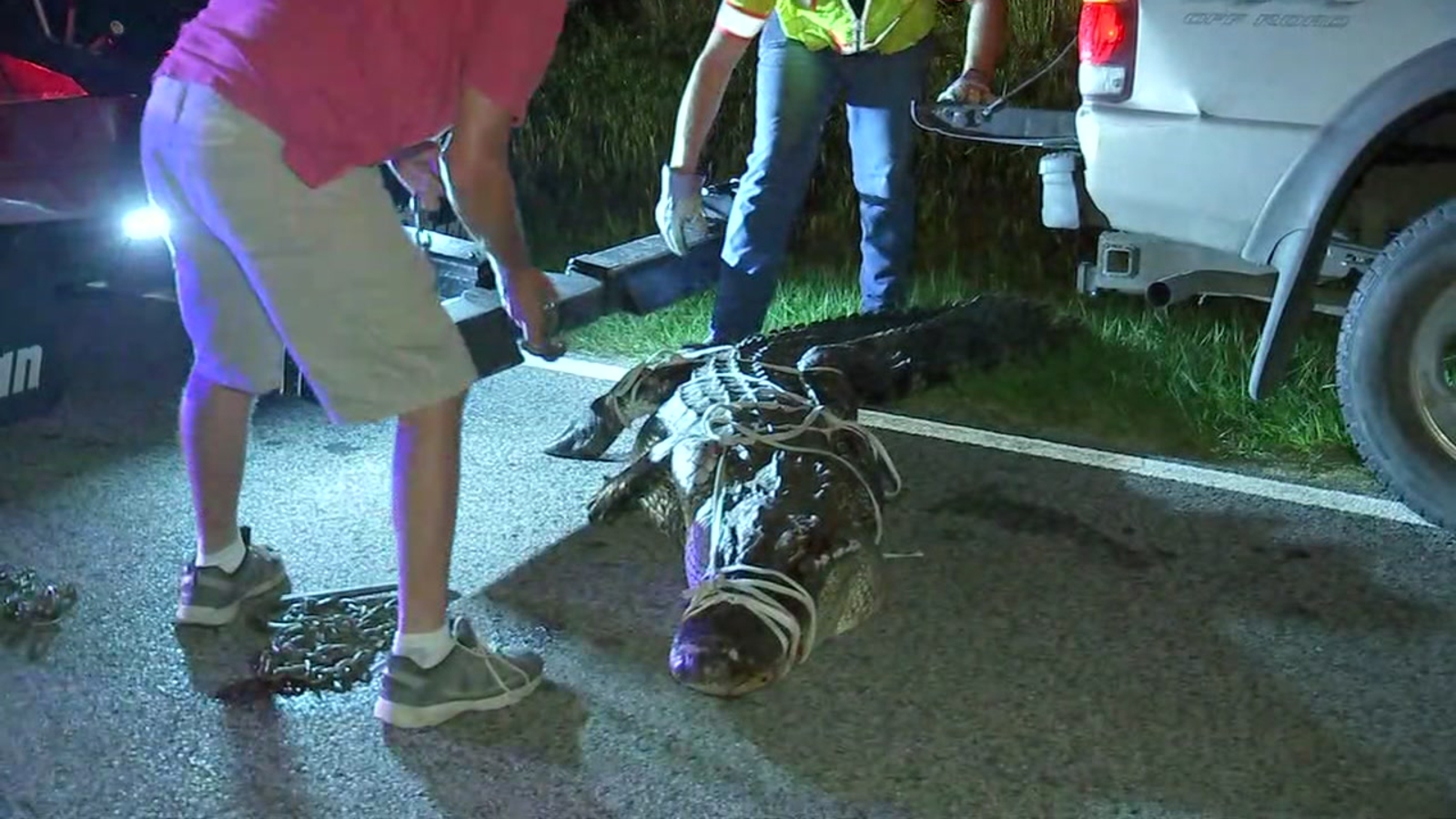 10-foot-long alligator run over by 3 drivers in Texas - ABC7 Chicago