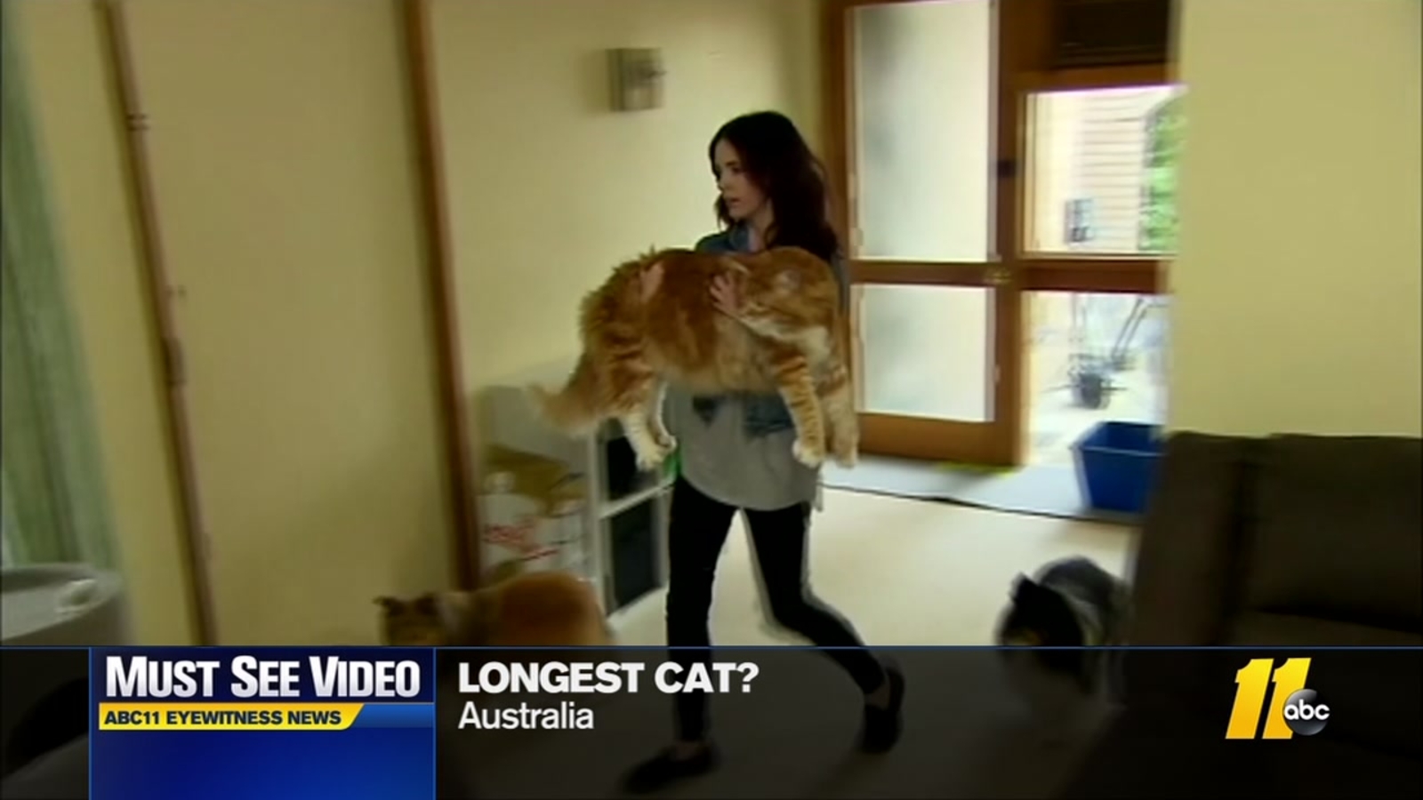 Longest cat in the world? - ABC11 Raleigh-Durham