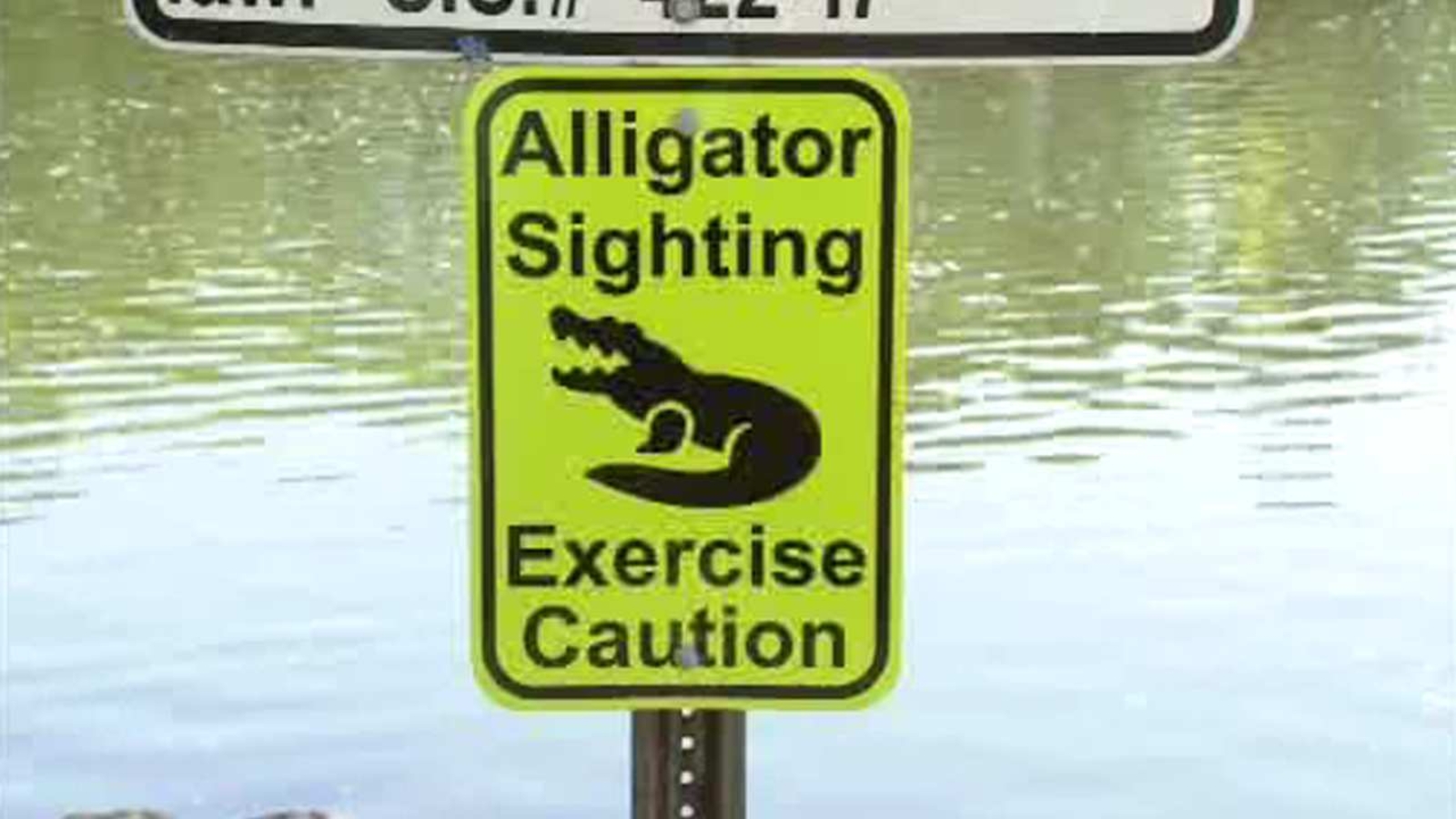 Alligator spotted in Secaucus Duck Pond in New Jersey - ABC7 New York