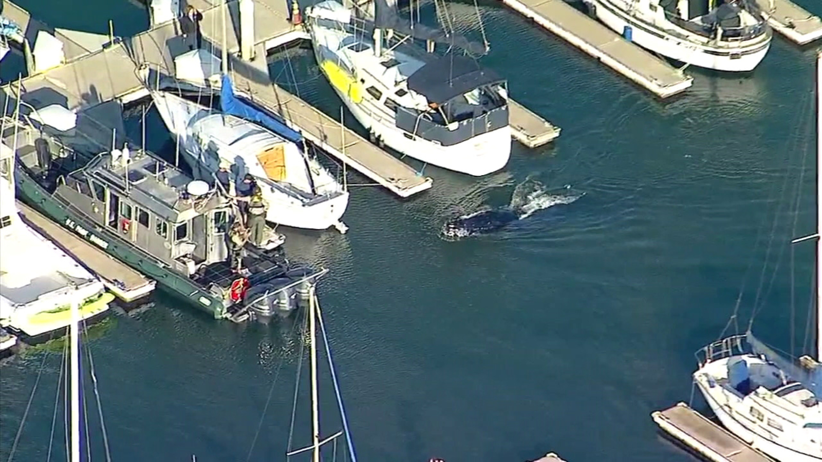 Humpback whale stuck in Ventura Harbor Marina finds way out - ABC7 Los ...