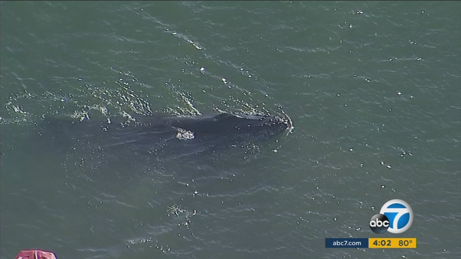 Humpback whale stuck in Ventura Harbor Marina finds way out - ABC7 Los ...
