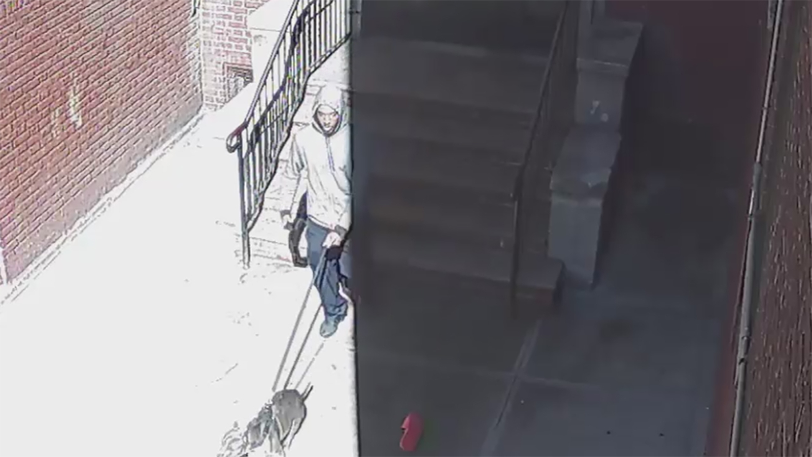 Wife's ex punches Army veteran, steals his service dog, police say ...