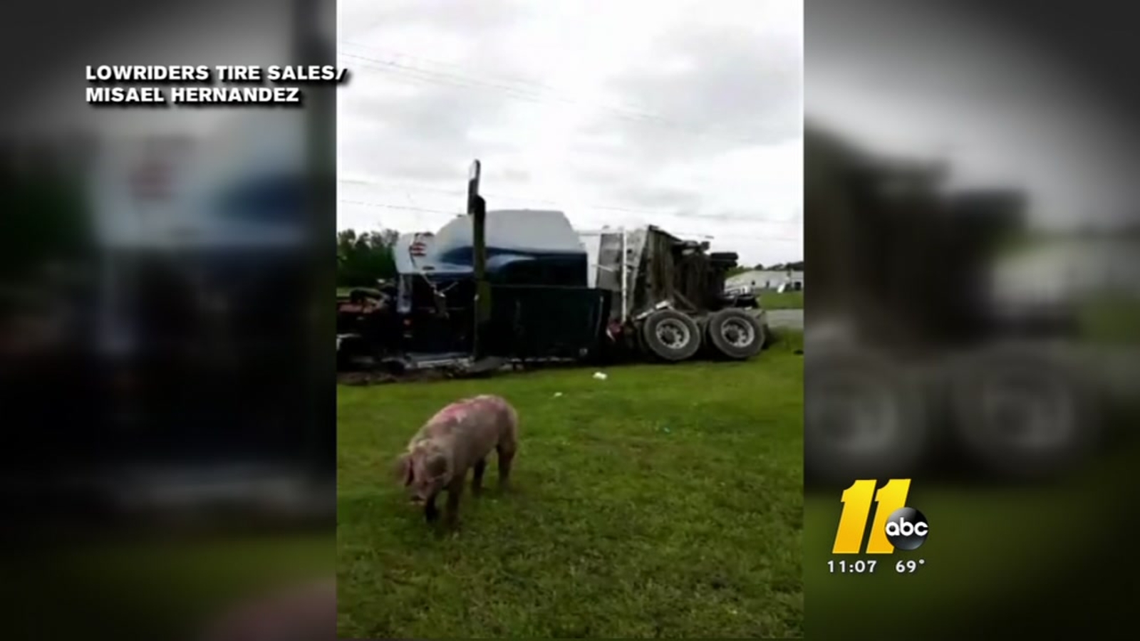 21 hogs die in Goldsboro truck crash caught on Facebook Live - ABC11 ...