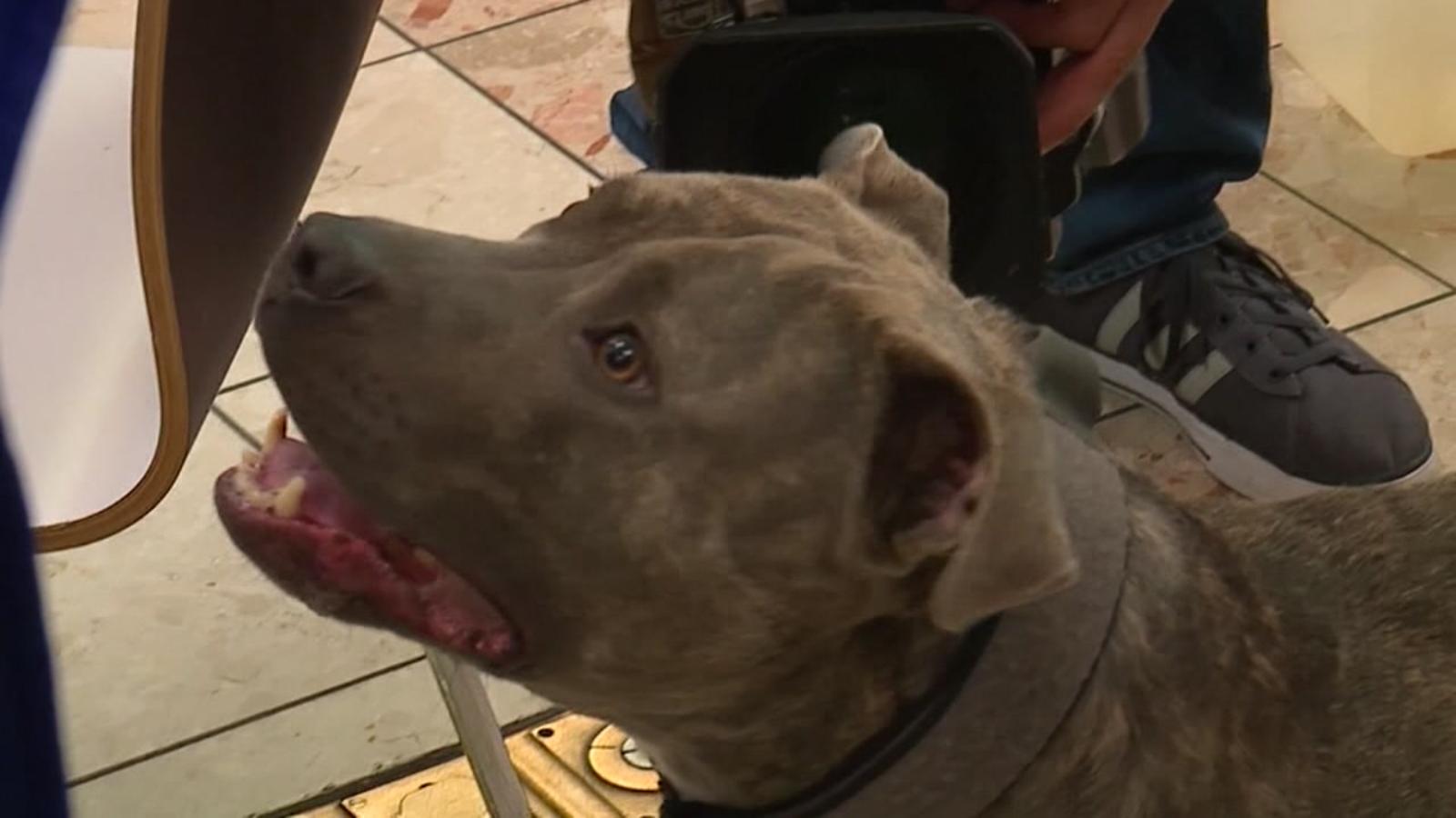 Police train abandoned pit bull as drug dog - ABC13 Houston