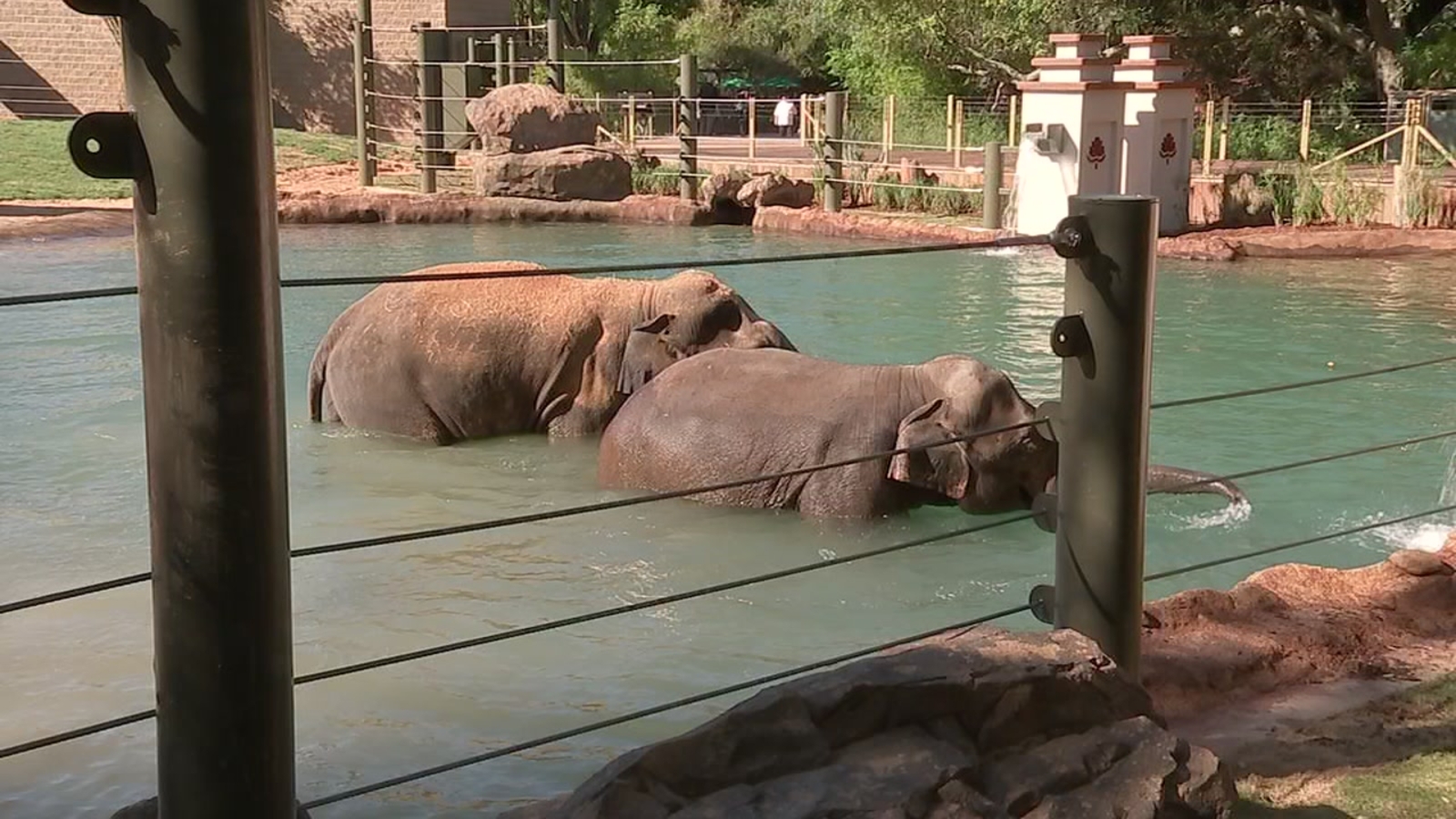 Houston Zoo opens state-of-the-art elephant exhibit - ABC13 Houston