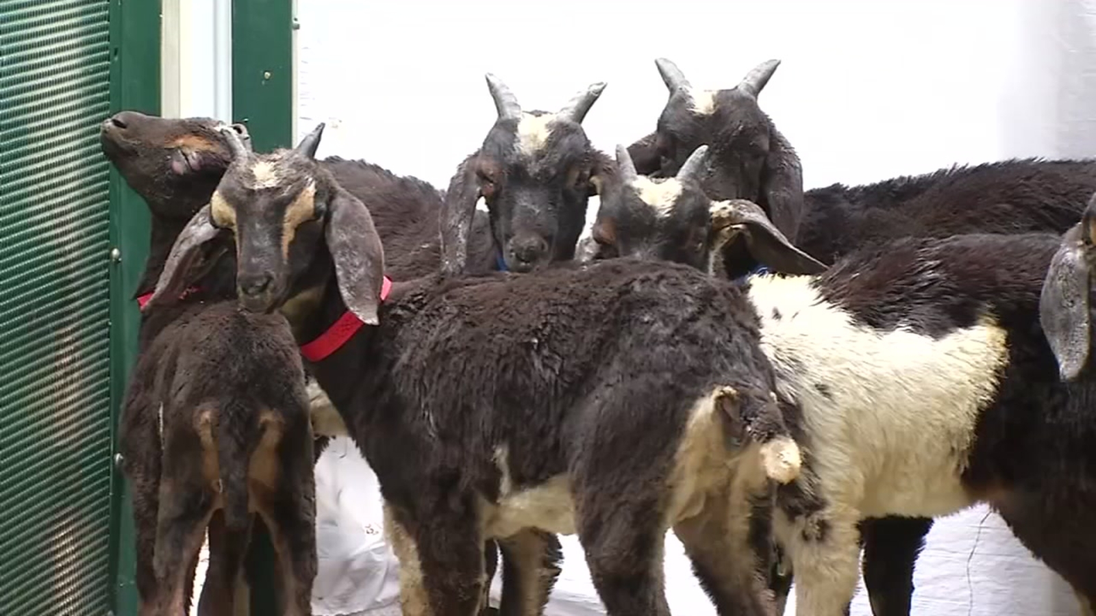 Baby goat badly burned in Milpitas grass fire dies, others placed in ...