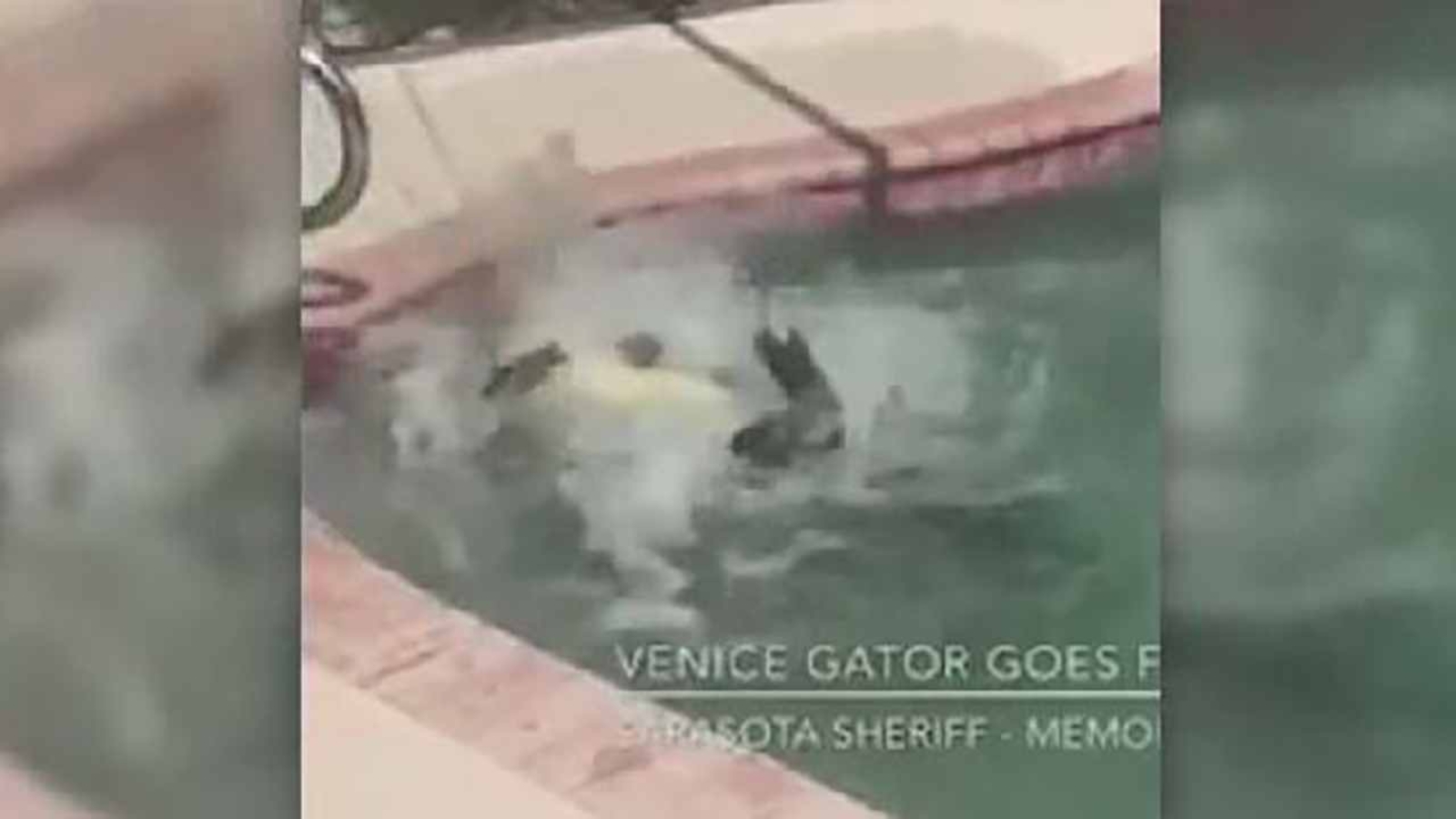 Alligator in Sarasota, Florida, found at bottom of pool - ABC7 New York