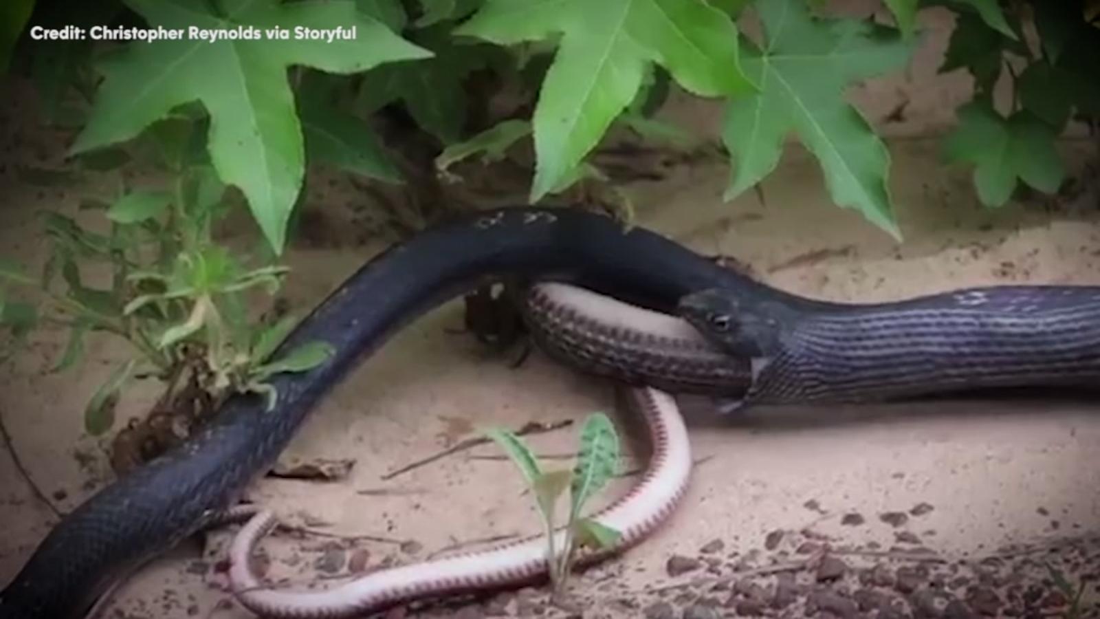 Snake regurgitates another live snake in Texas - ABC30 Fresno
