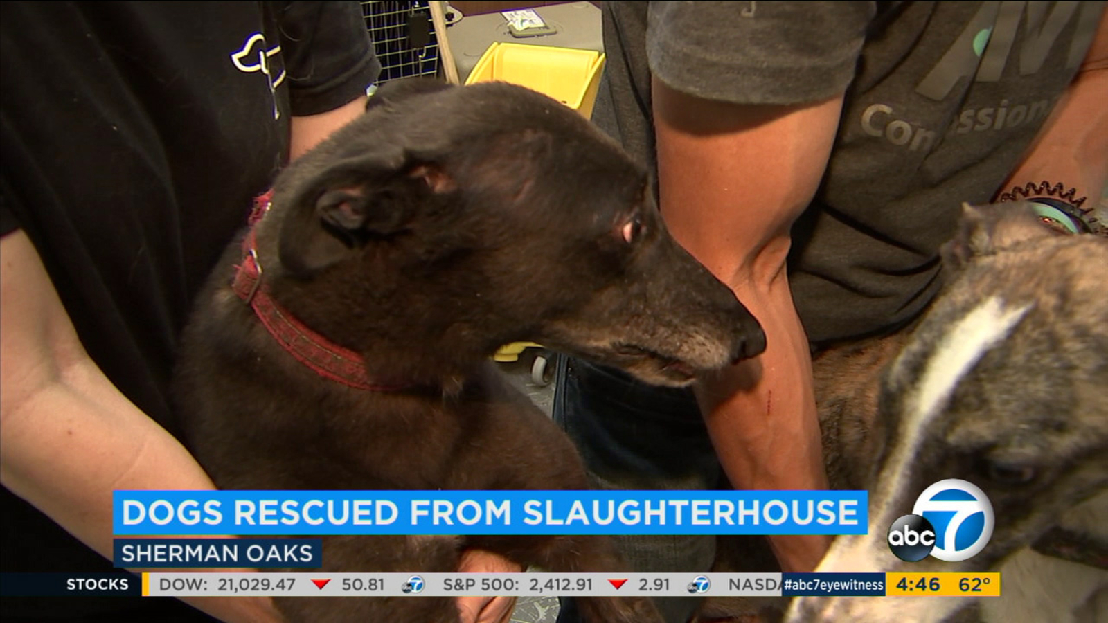 10 dogs arrive in SoCal after being rescued from slaughterhouse in ...