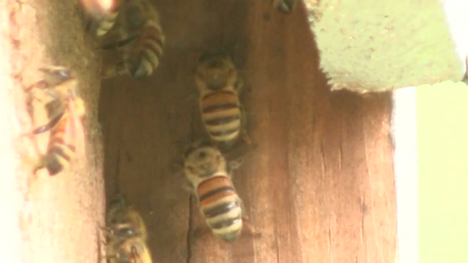Bees swarming vacant house causing problems for neighbors - ABC13 Houston