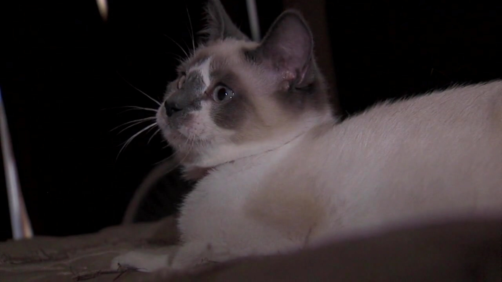 Cat rescued following storm named after meteorologist - ABC13 Houston