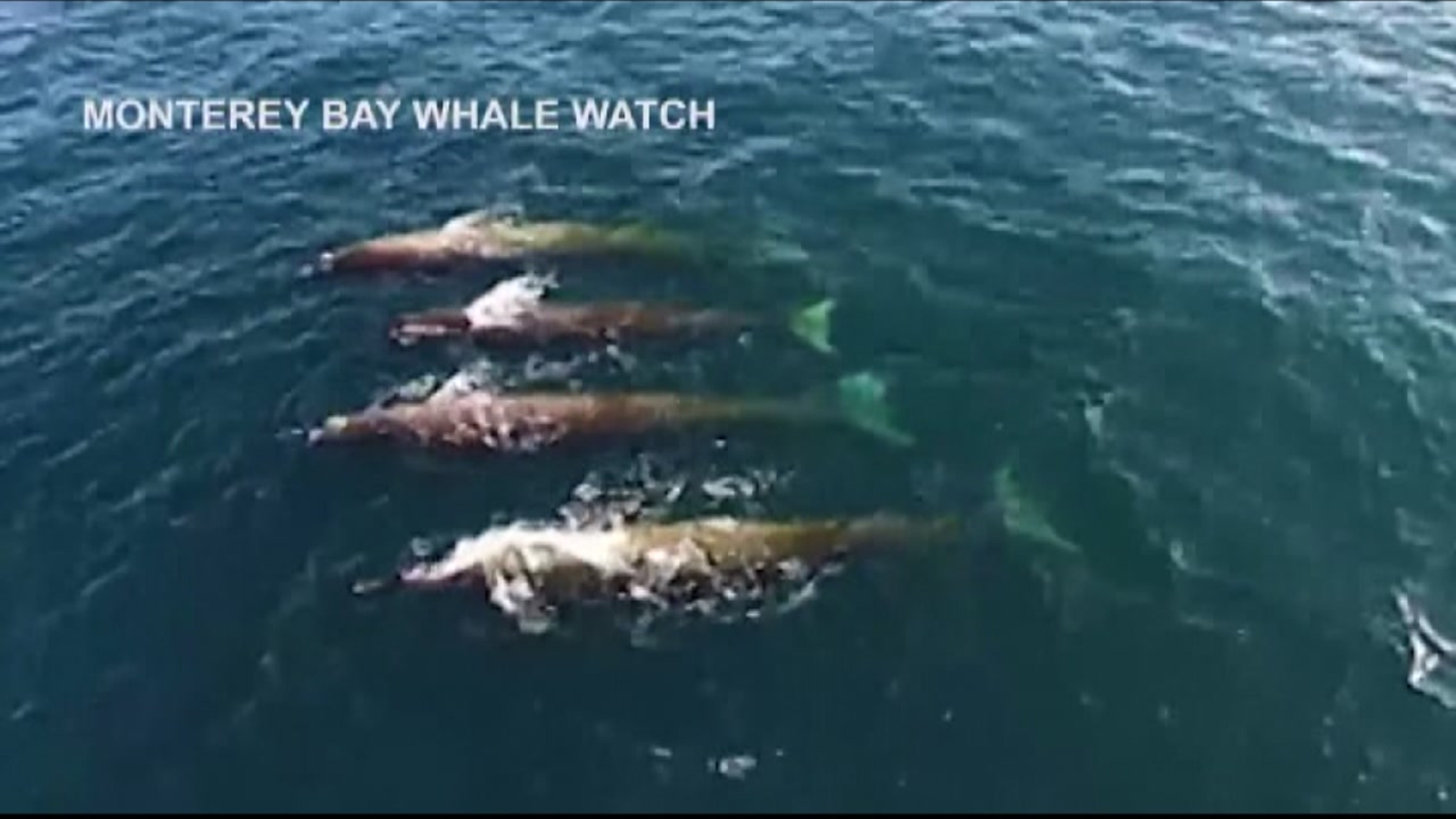 VIDEO:Drone captures rare sighting of Baird Beaked Whales near Carmel ...