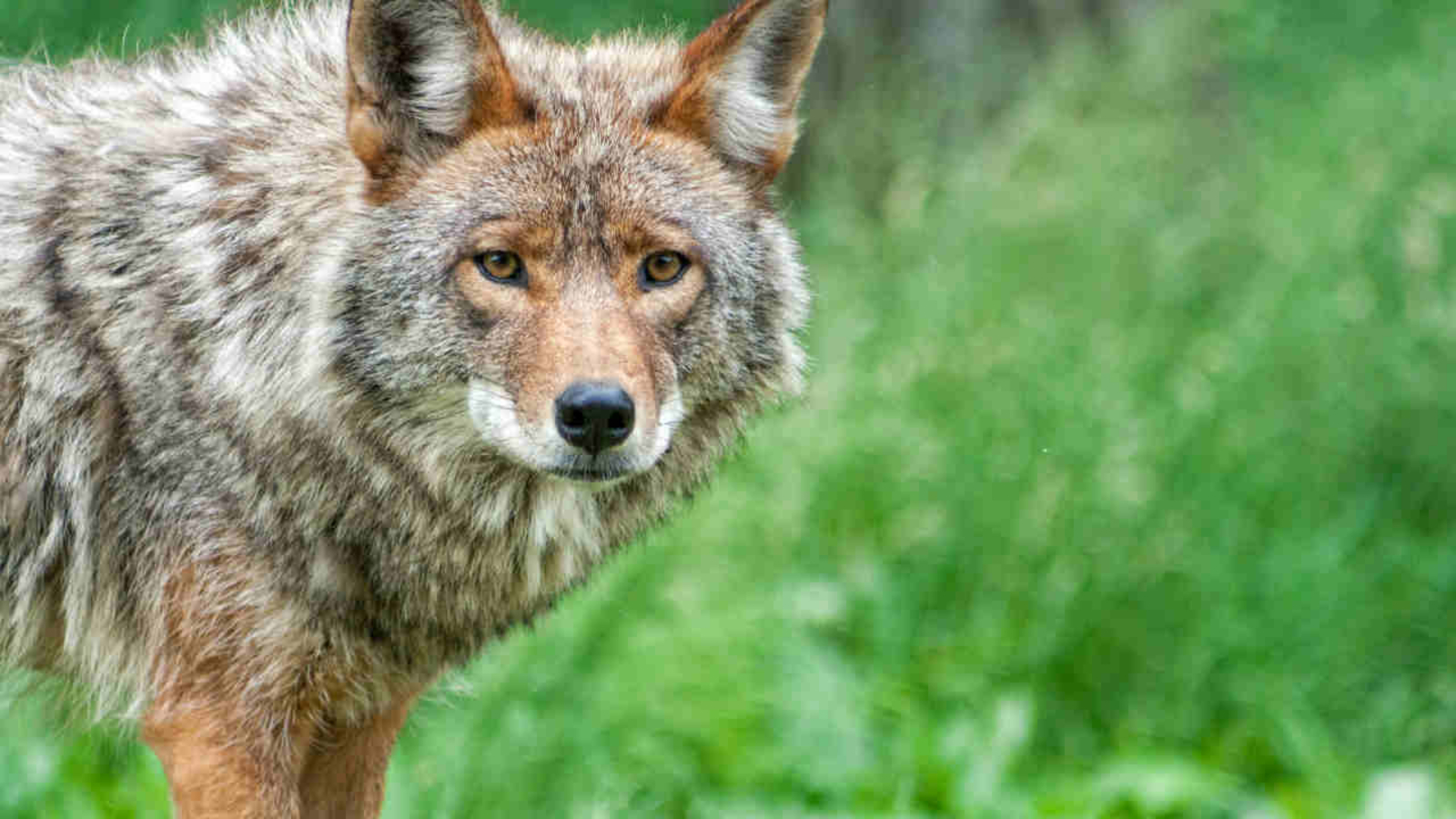 San Francisco Presidio trails closed after reports of aggressive ...