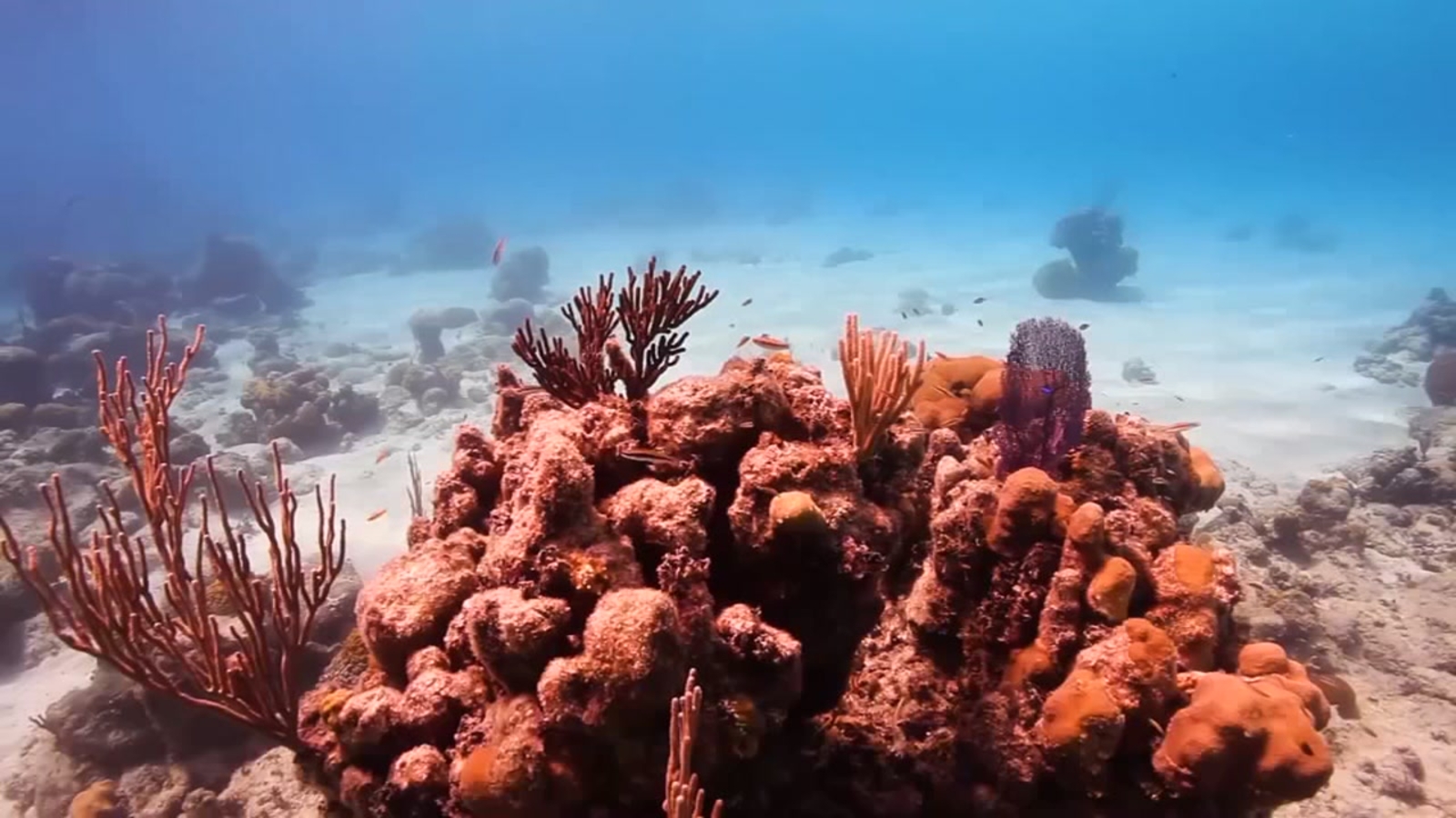 Celebrate World Oceans Day by protecting our world's oceans and coral ...