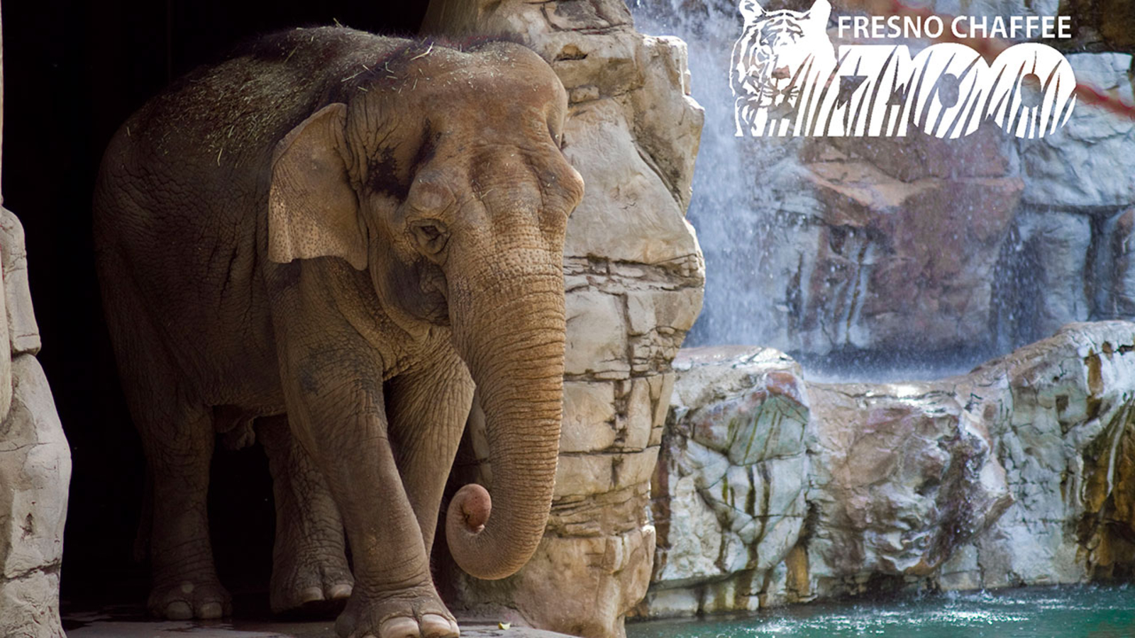 Fresno Chaffee Zoo mourns the death of Kara, 40-year-old Asian elephant ...