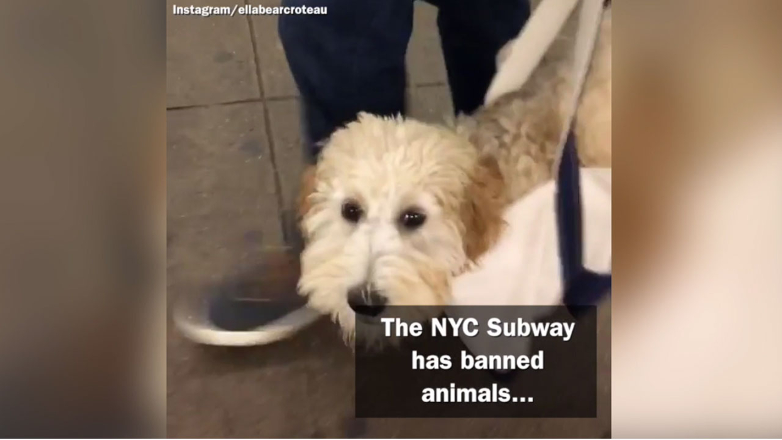 New Yorkers get creative after subway sets new dog rules - 6abc ...